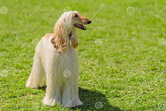 Long Haired Greyhound in the Park Stock Photo - Image of hair, closeup ...