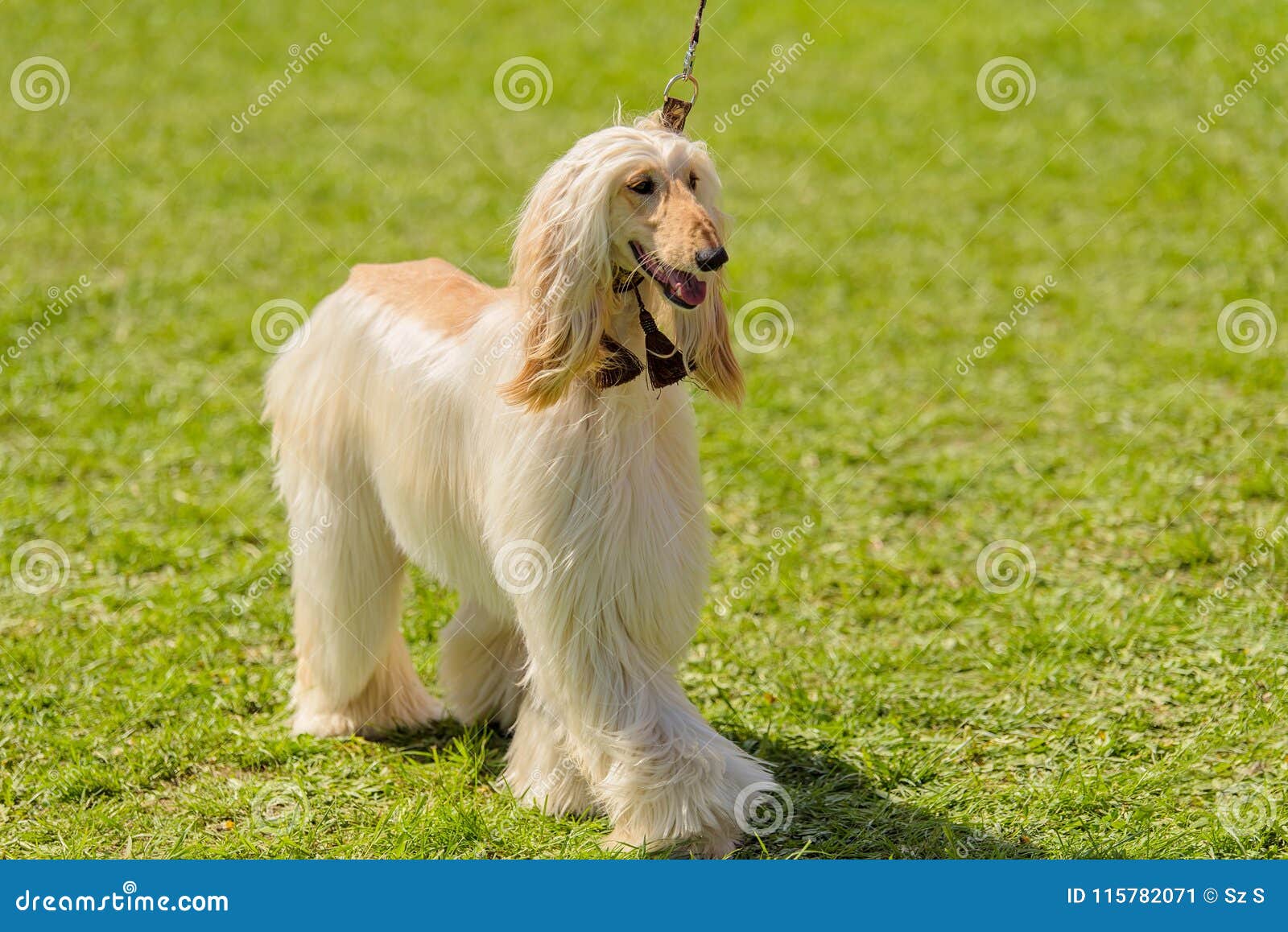 Long Haired Greyhound in the Park Stock Image - Image of outdoor, stand ...