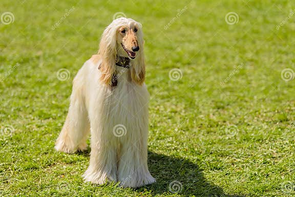 Long Haired Greyhound in the Park Stock Image - Image of animal, canine ...
