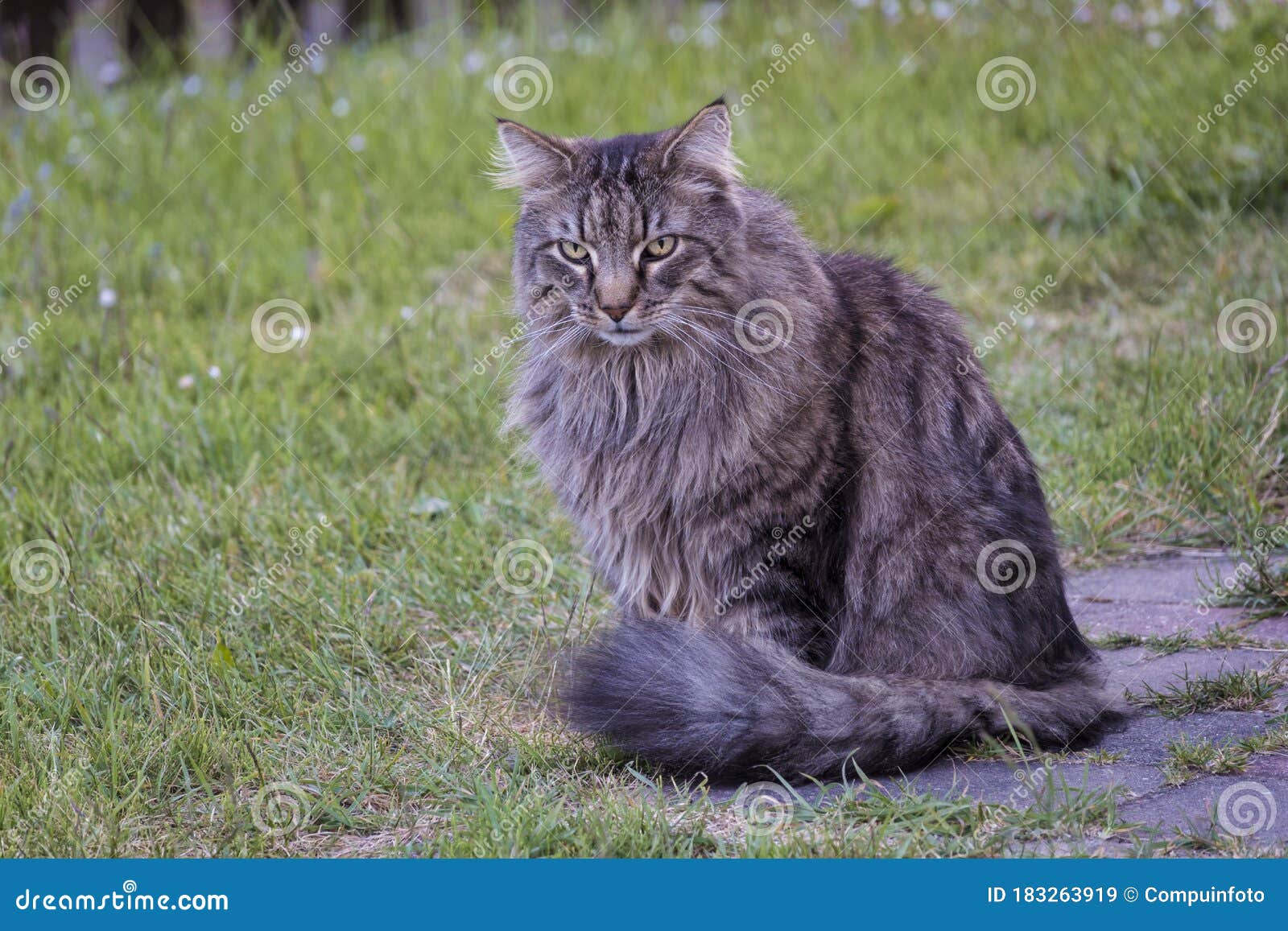 Long Haired Norwegian Forest Cat Stock Image - Image of eyes, curious ...