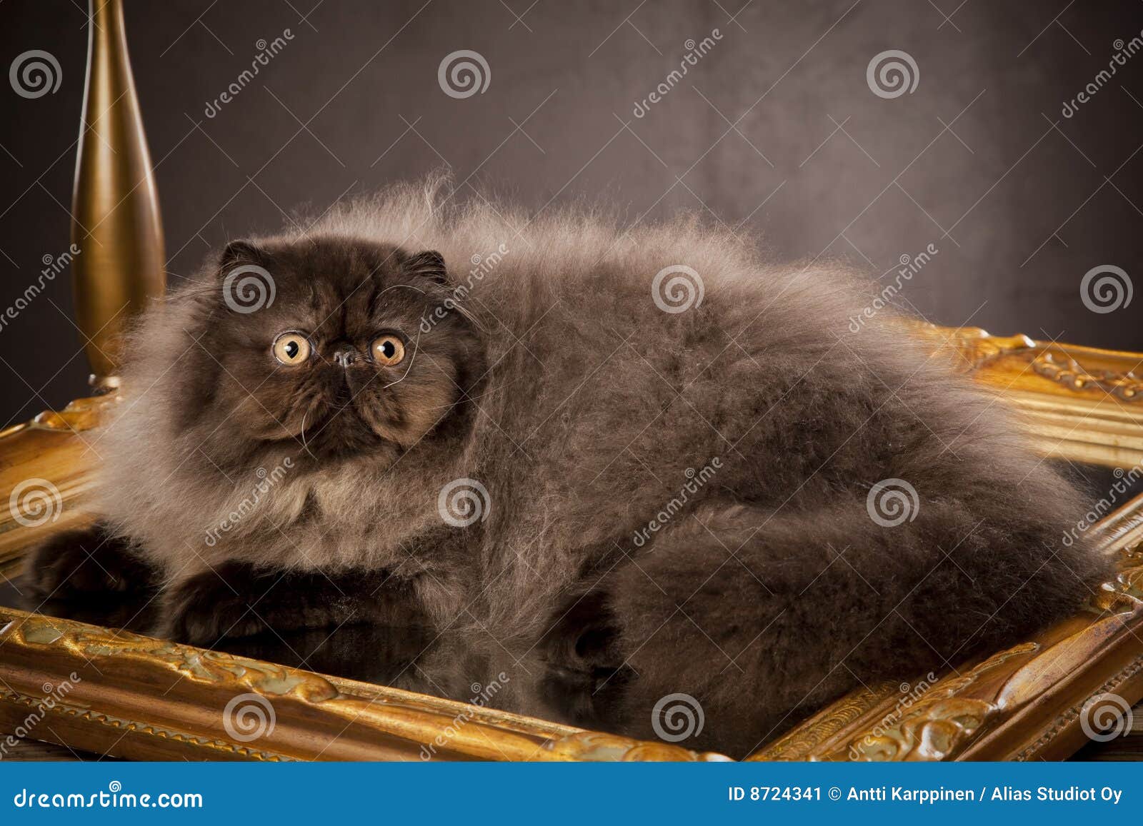 Long haired persian cat stock image. Image of mammal, persian - 8724341