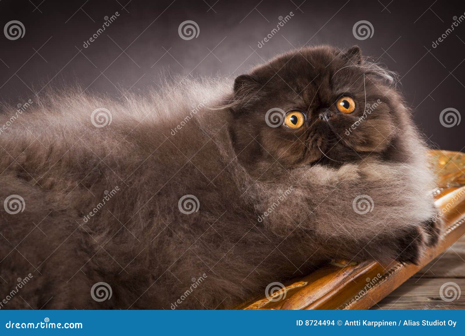 Long haired persian cat stock photo. Image of looking - 8724494