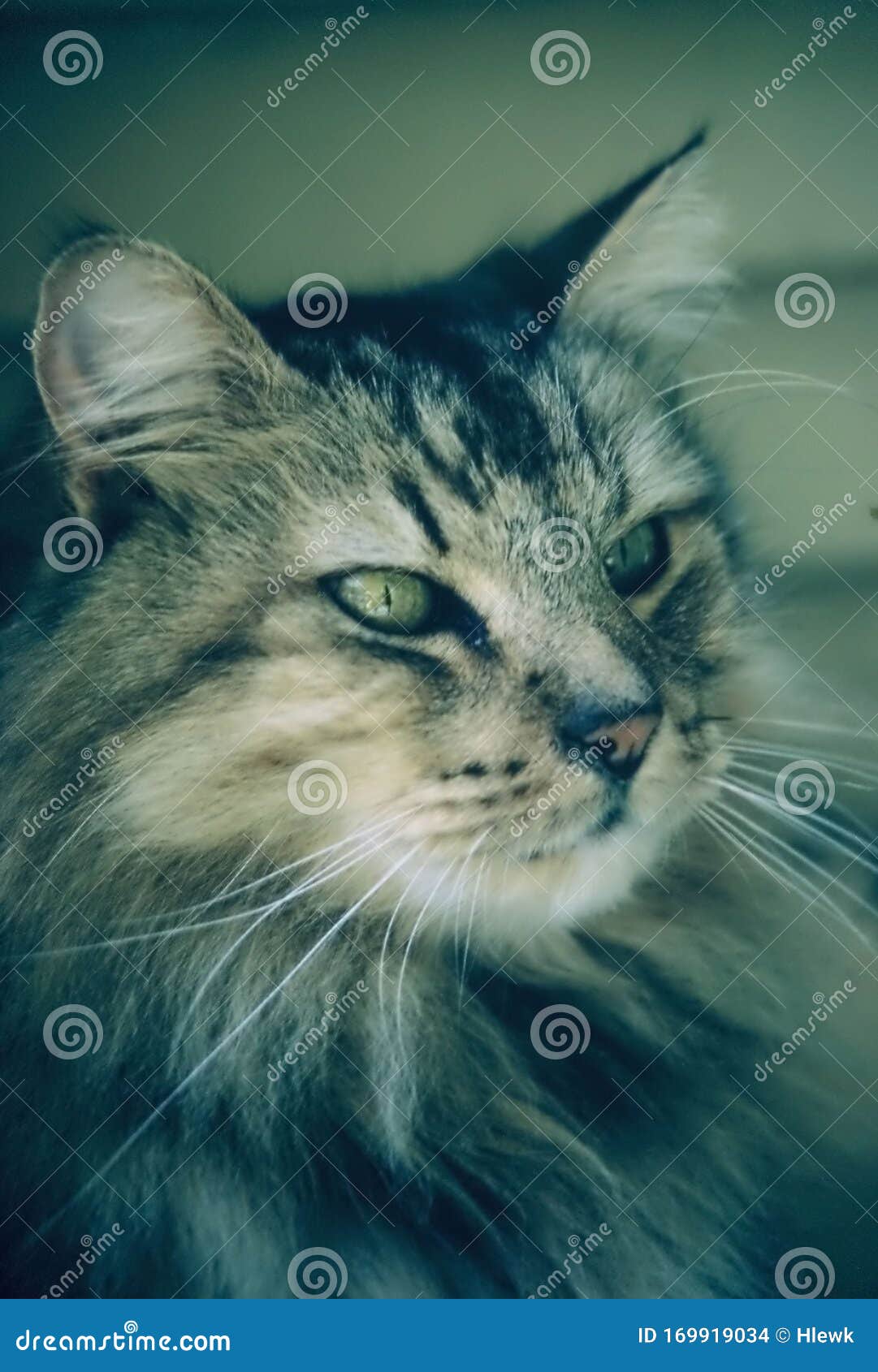 Long Haired Persian Tabby Cat Stock Photo - Image of haired, looks ...