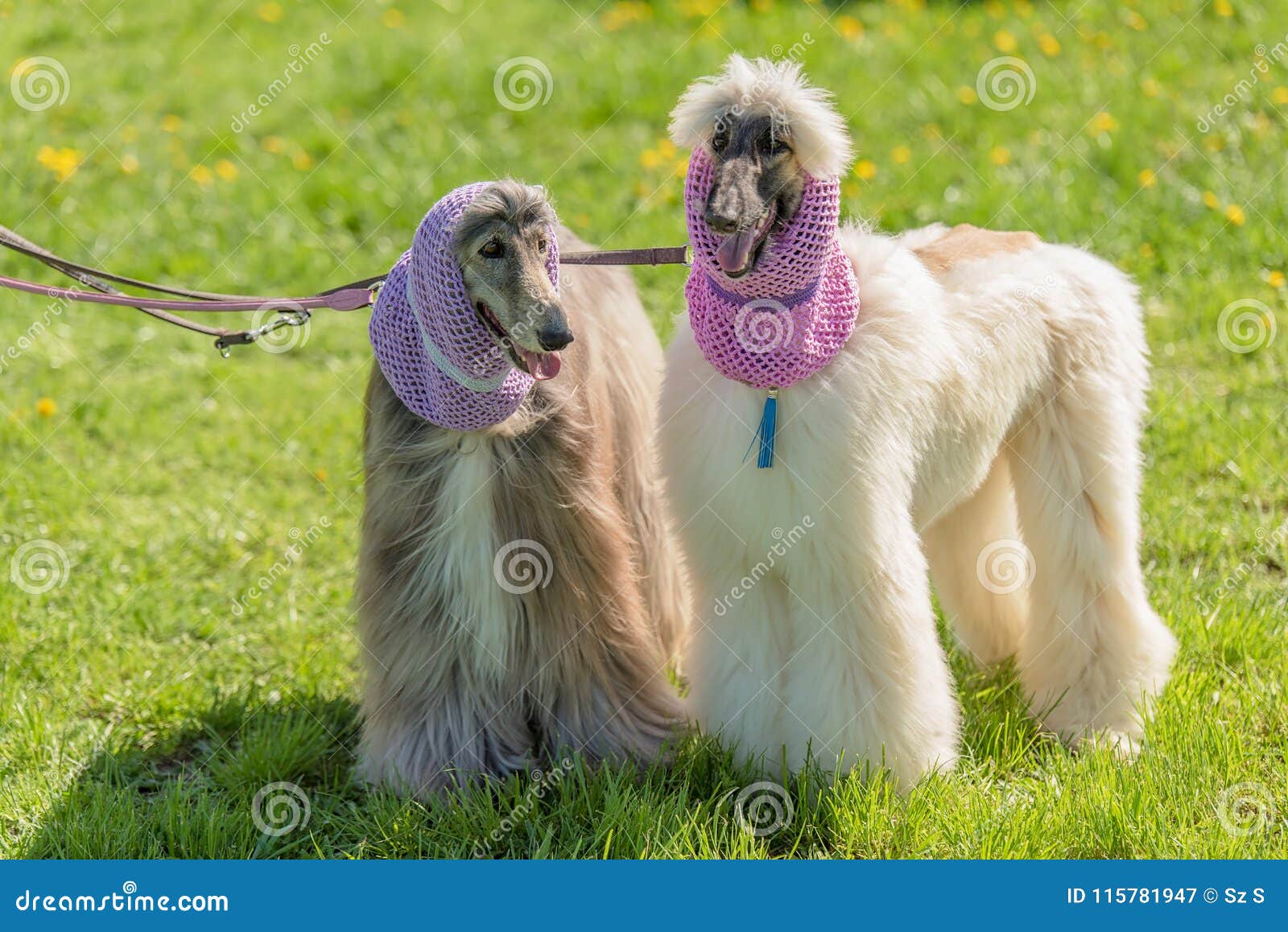 Long Haired Poodle in the Park Stock Image - Image of closeup, friend ...