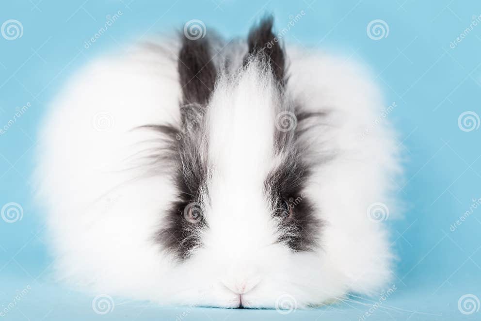 Long-haired Rabbit Decorative Stock Image - Image of young, single ...