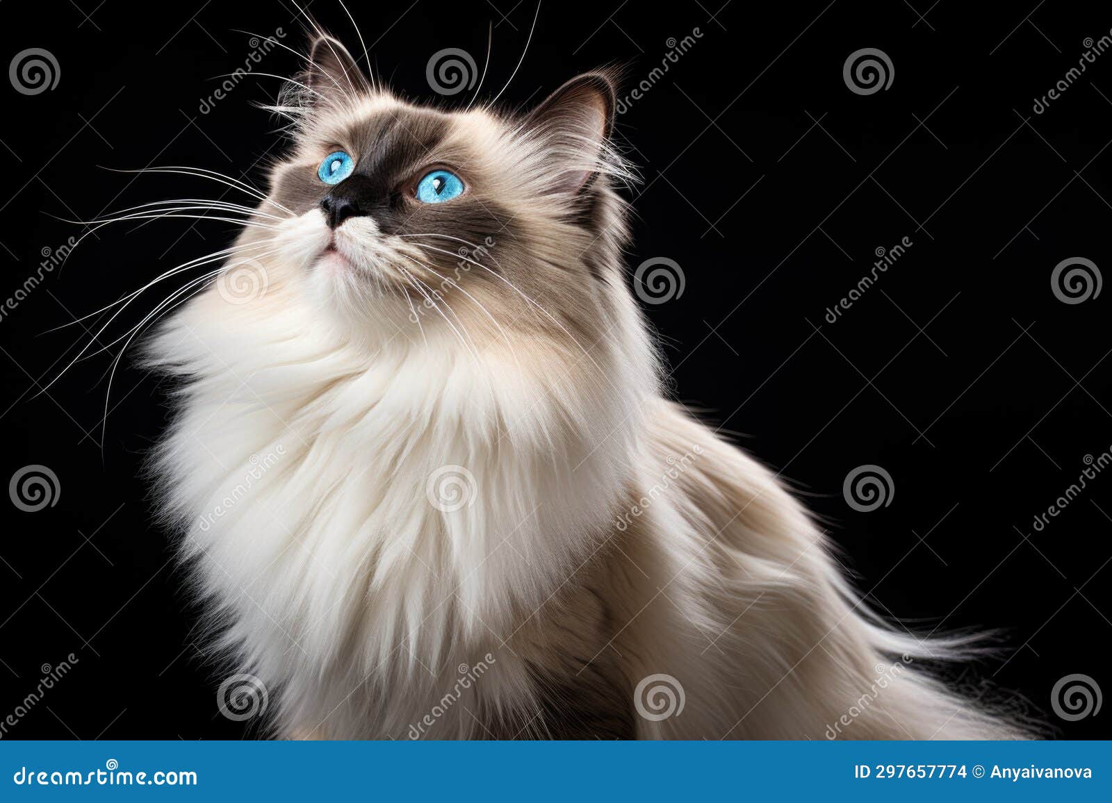 A Long Haired Ragdoll Cat with Blue Eyes Looking Up Stock Photo - Image ...
