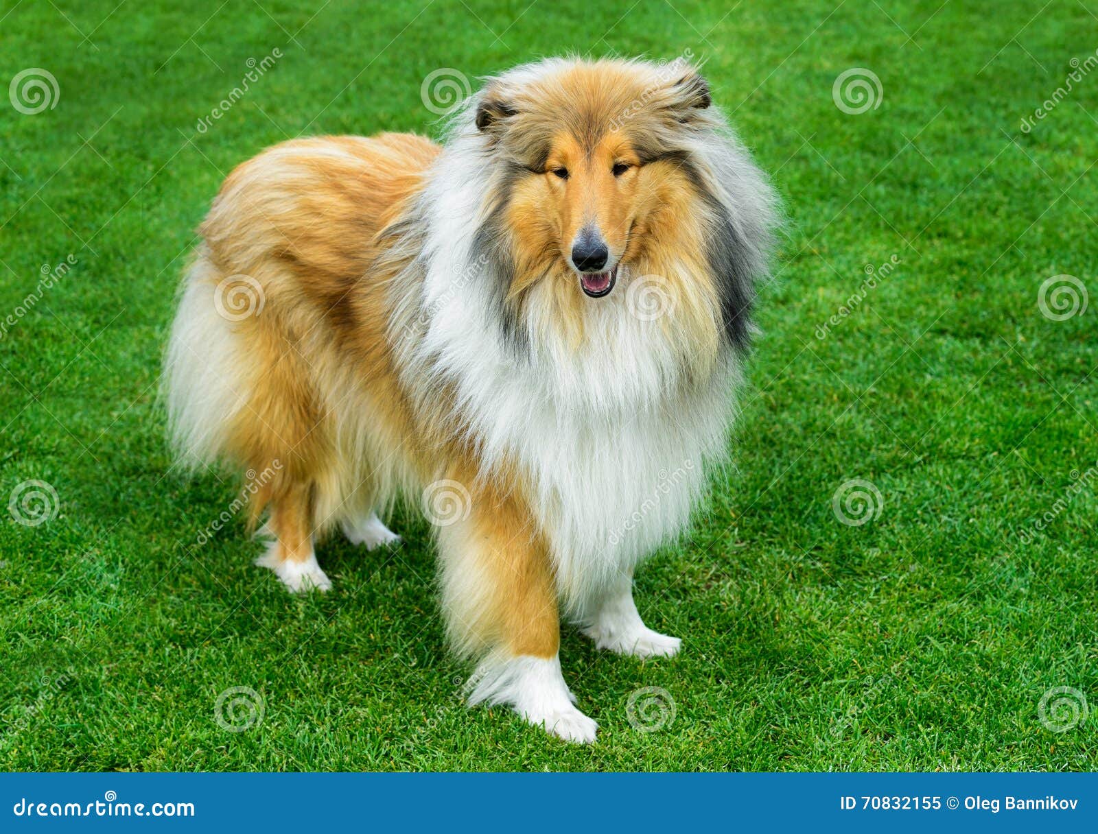 Long Haired Rough Collie Standing on the Green Field. Stock Image ...