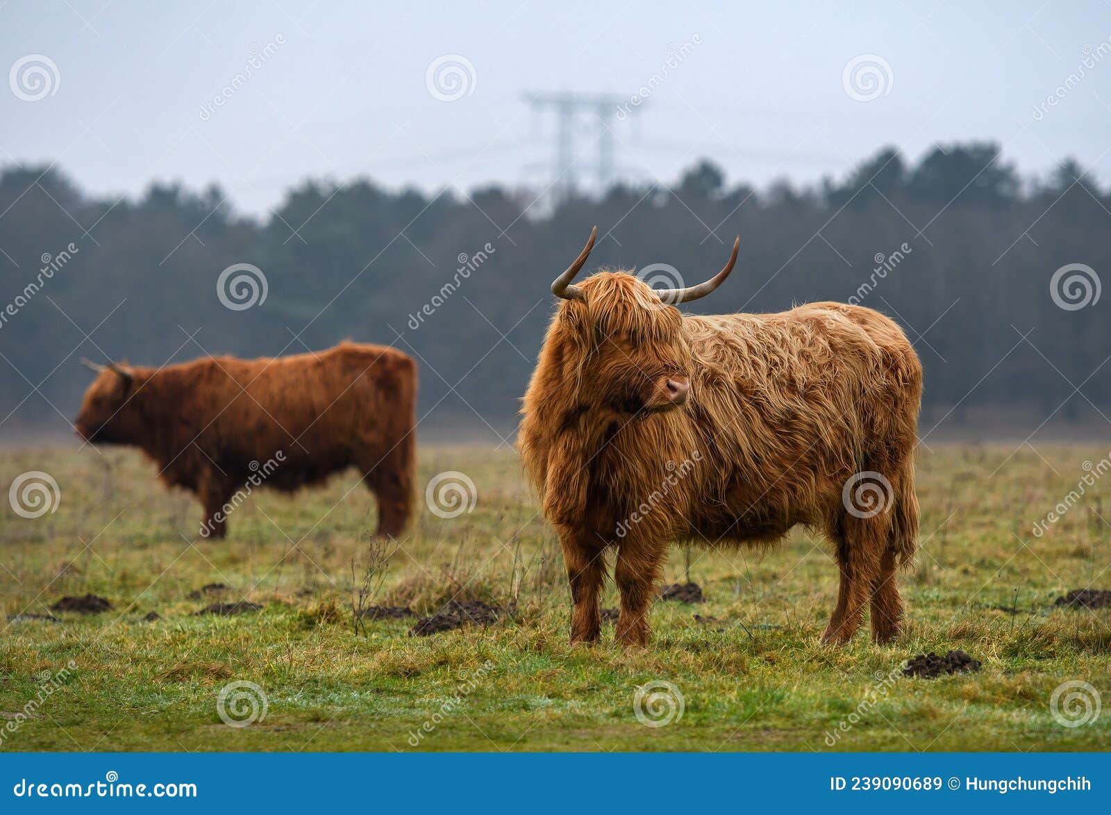 Long-haired Scottish Highland Cattle in the Field Stock Image - Image ...