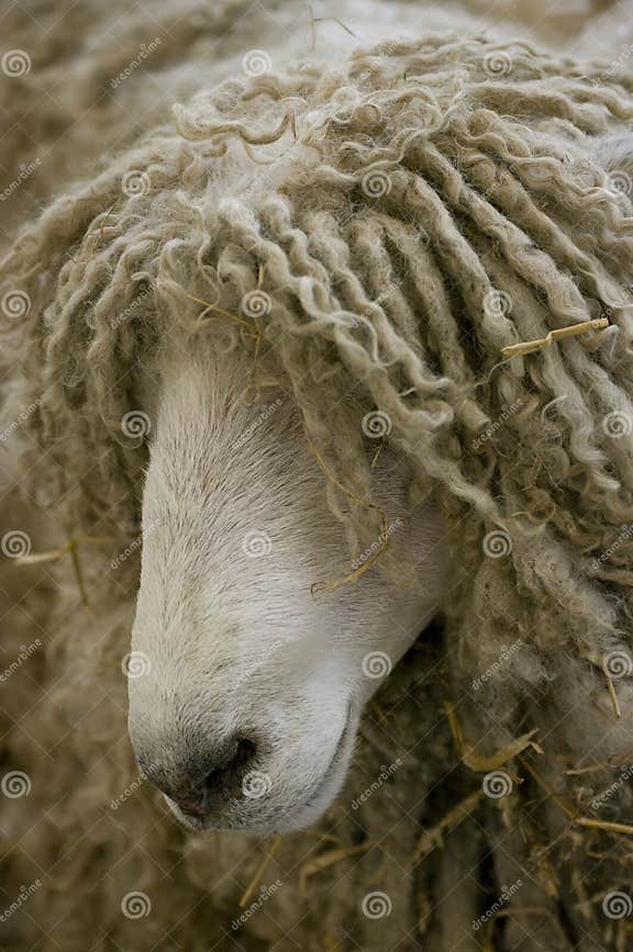 Long haired sheep stock photo. Image of wool, hair, meat - 15043804