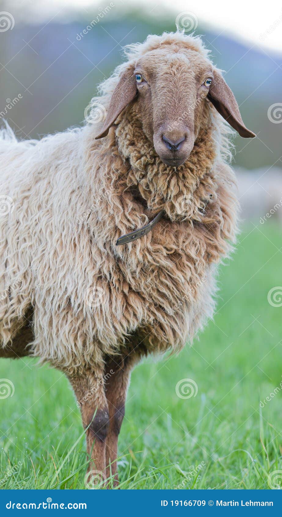 Long haired sheep portrait stock image. Image of full - 19166709