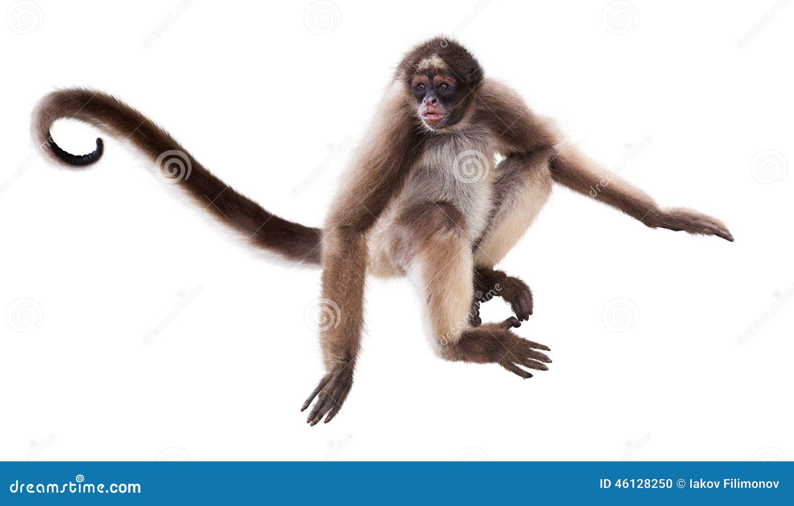 108 Spider Monkey Isolated Photos - Free & Royalty-Free Stock Photos ...