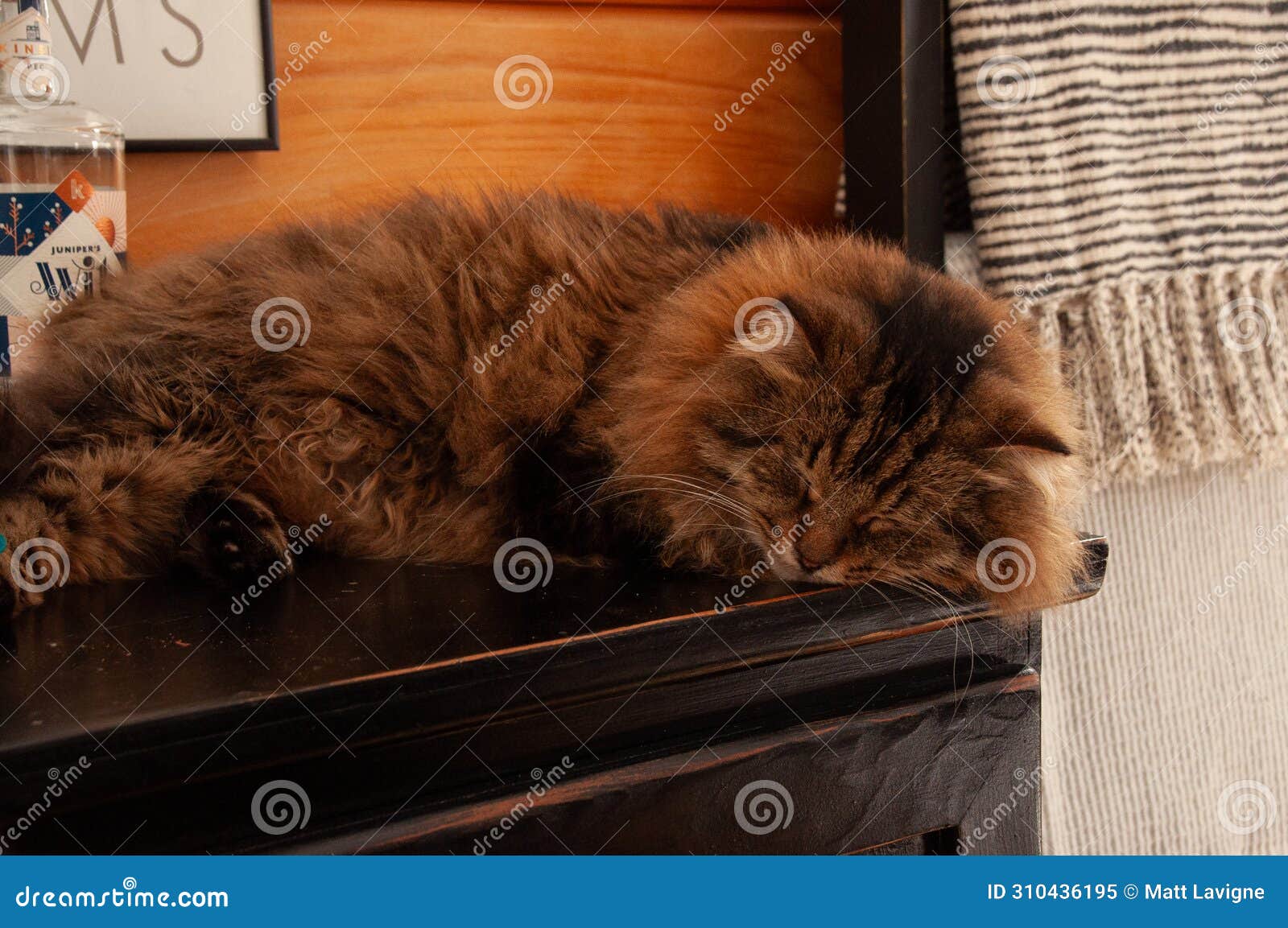 A Long Haired Tabby Cat Sleeping on a Cabinet Stock Image - Image of ...