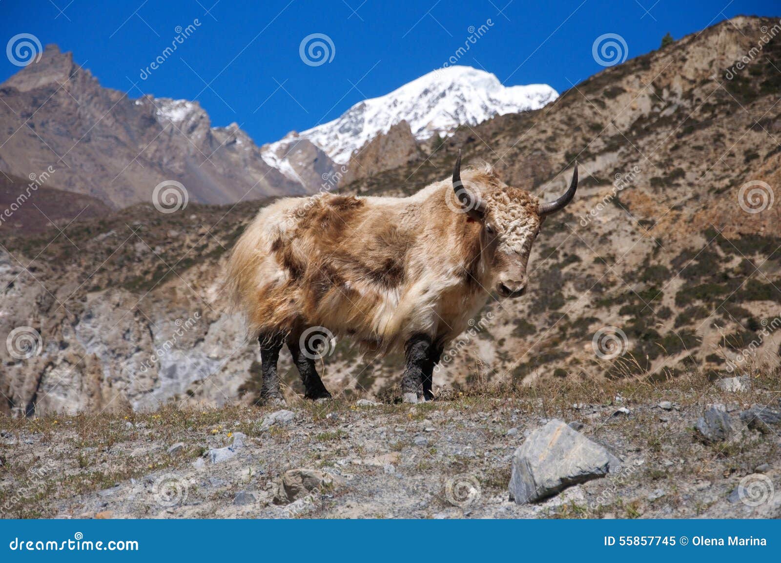 Long-haired yak stock image. Image of bovid, agriculture - 55857745
