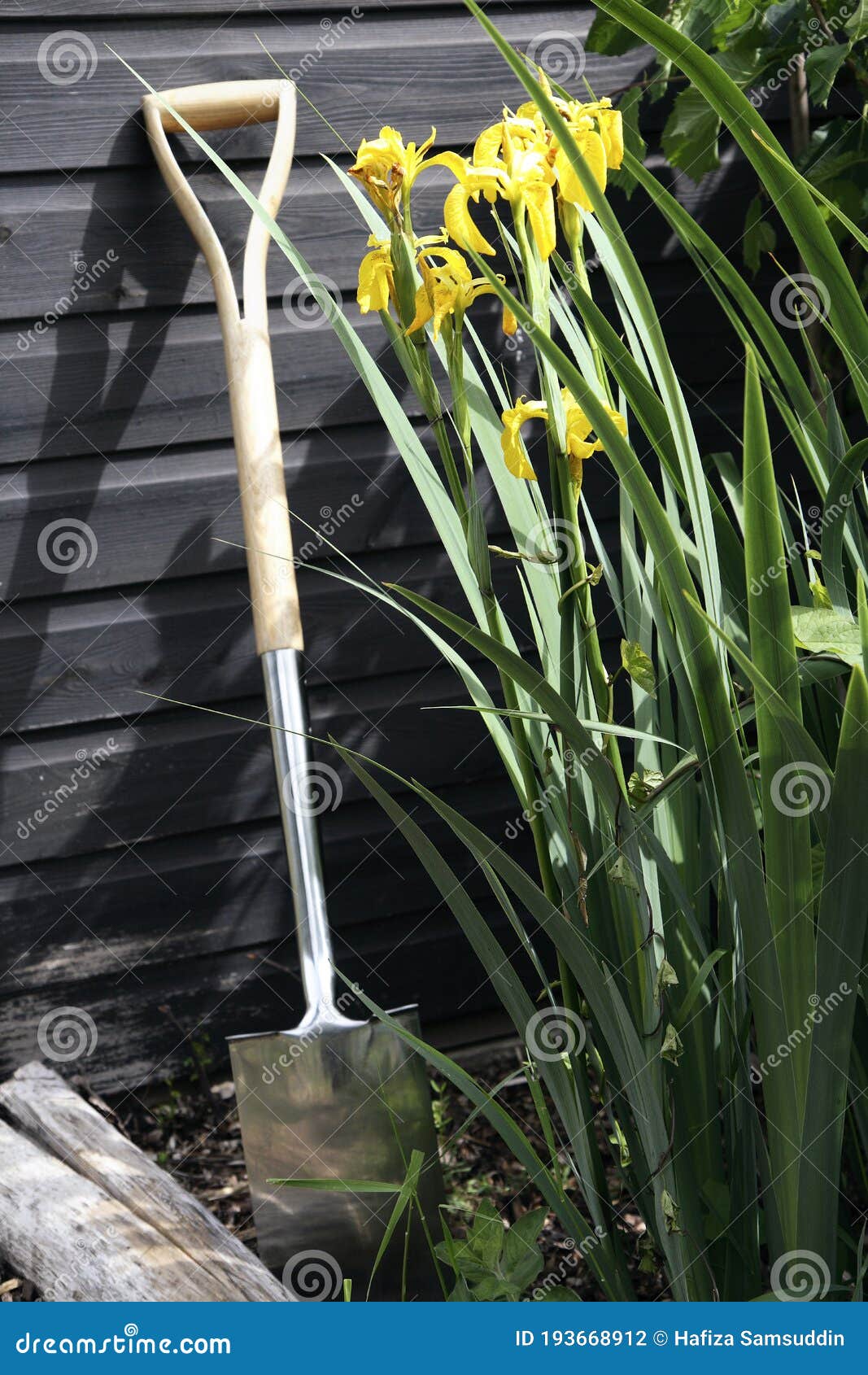 Long-handled Spade Leaning Against the Wall, with Flowers at the Side ...