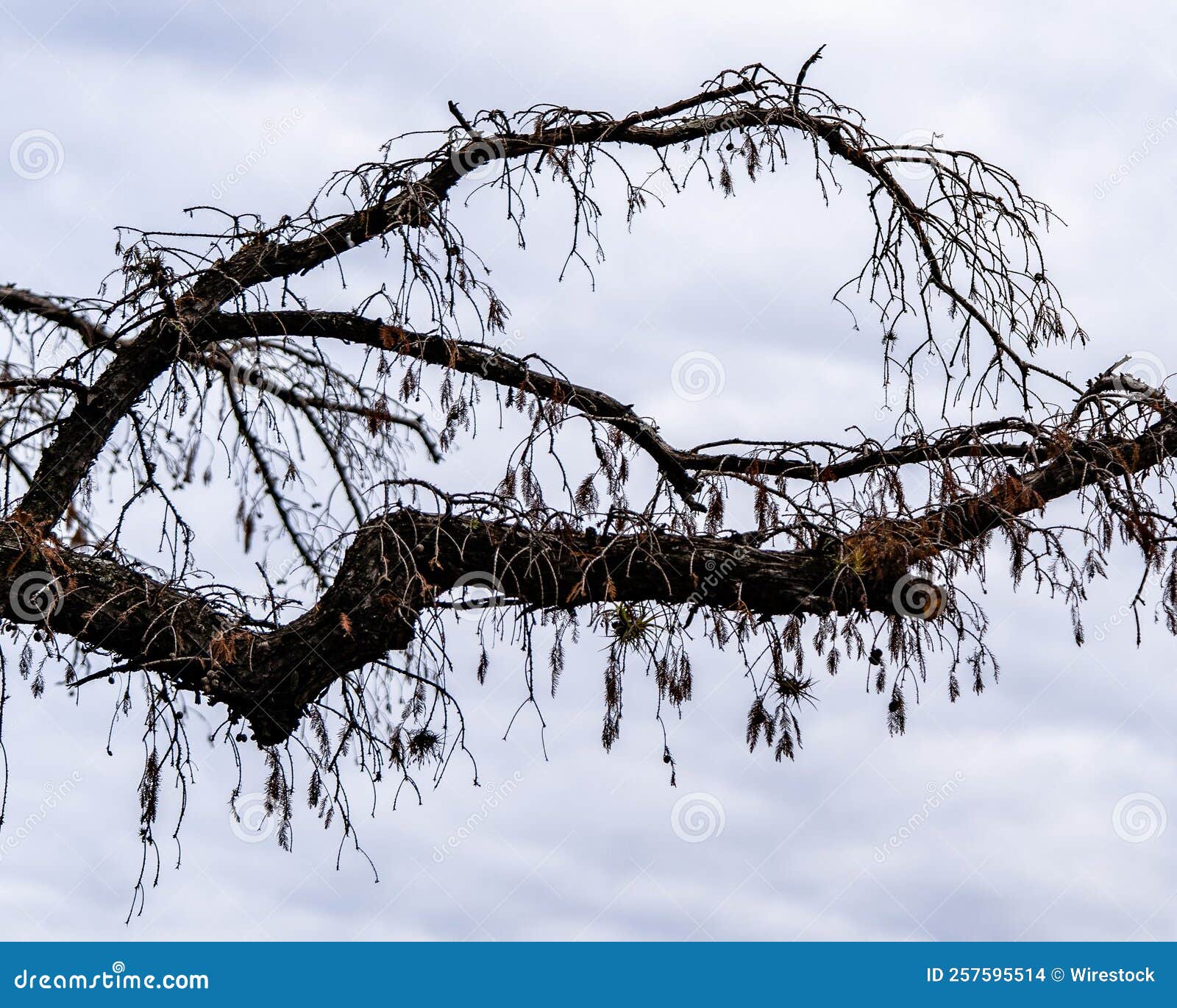Long Hanging Tree Branches of an Old Tree in a Cloudy Sky Stock Photo ...