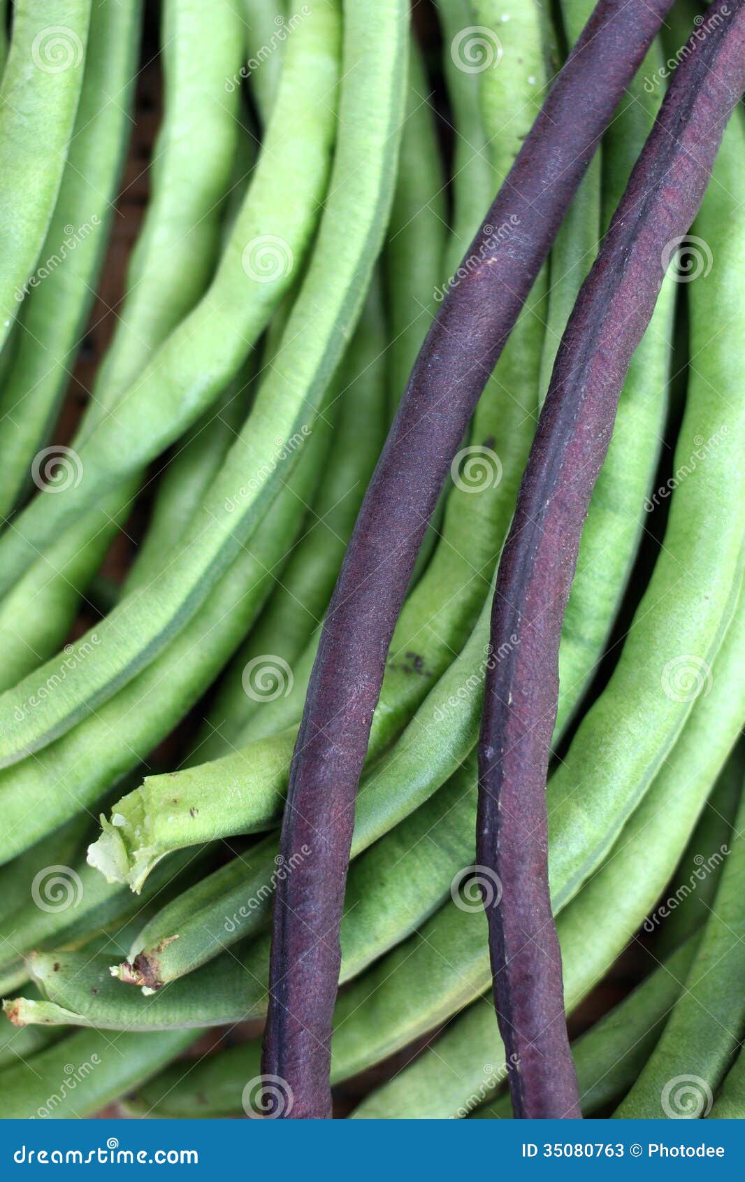 Long Haricot Vert Et Violet Image stock - Image du jardin, cour: 35080763
