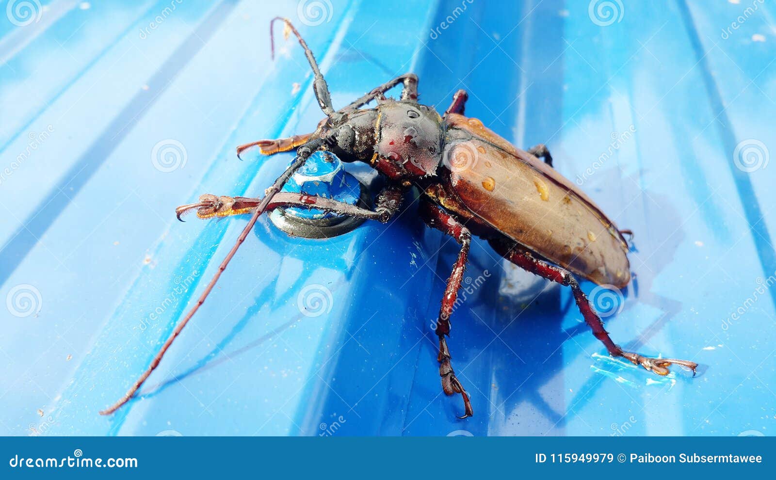 Large Insects with Hard Shell Stock Image - Image of forrest, insects ...