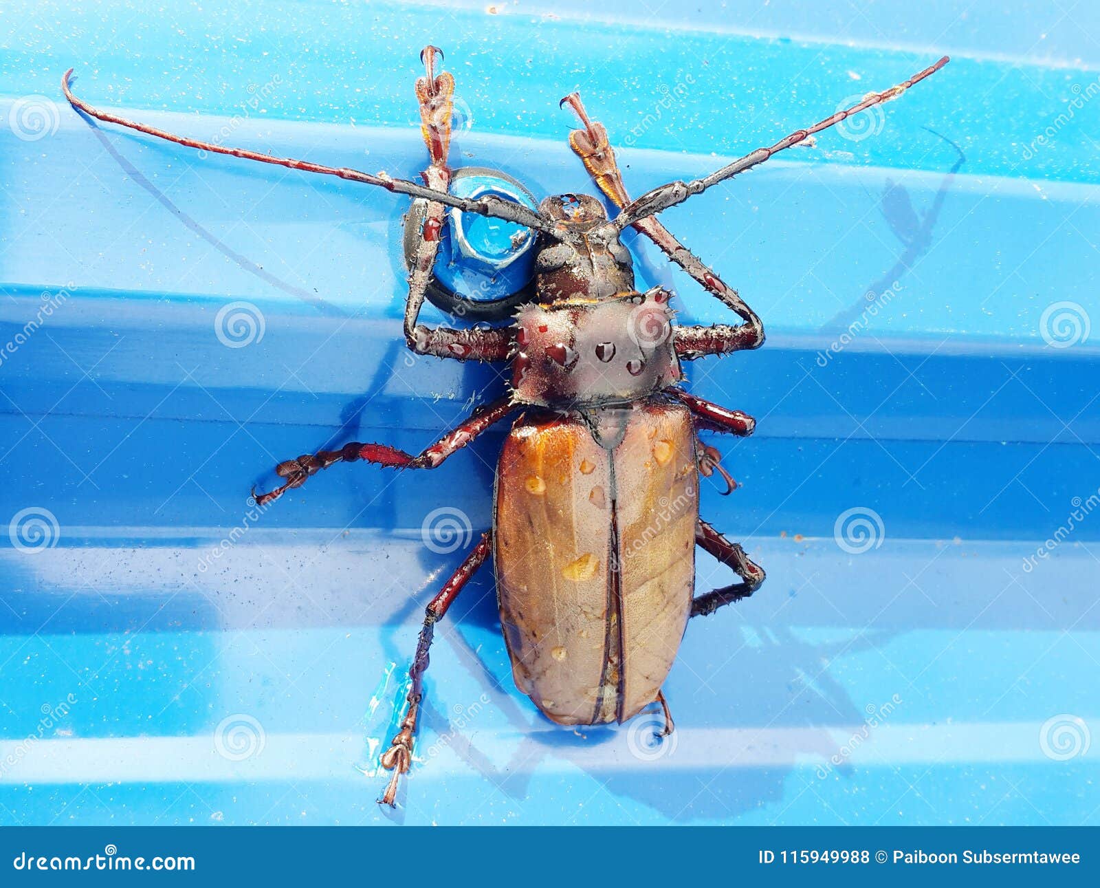 The long honed beetle stock photo. Image of background - 115949988