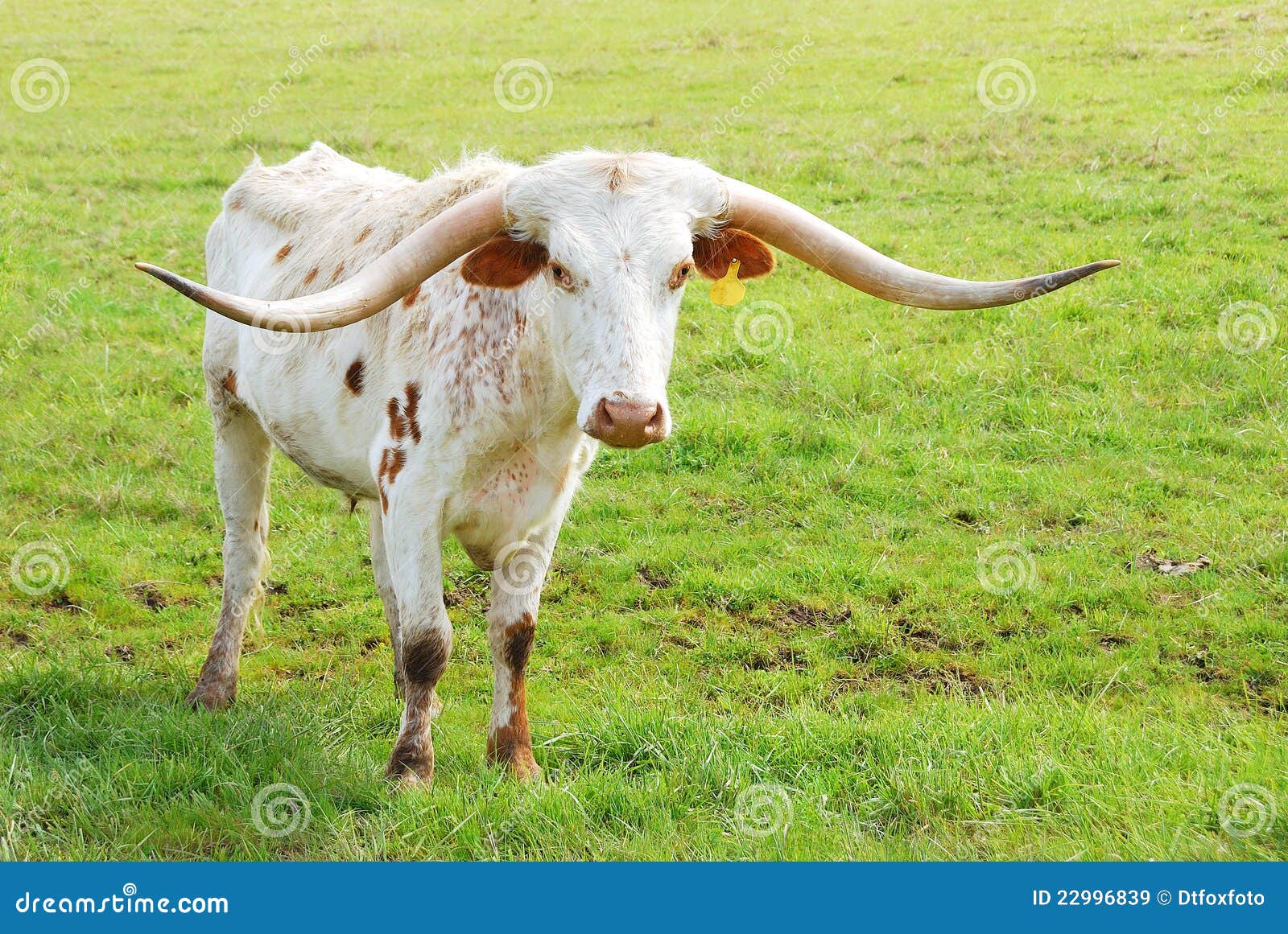 LONG horn stock image. Image of farm, longhorn, spring - 22996839