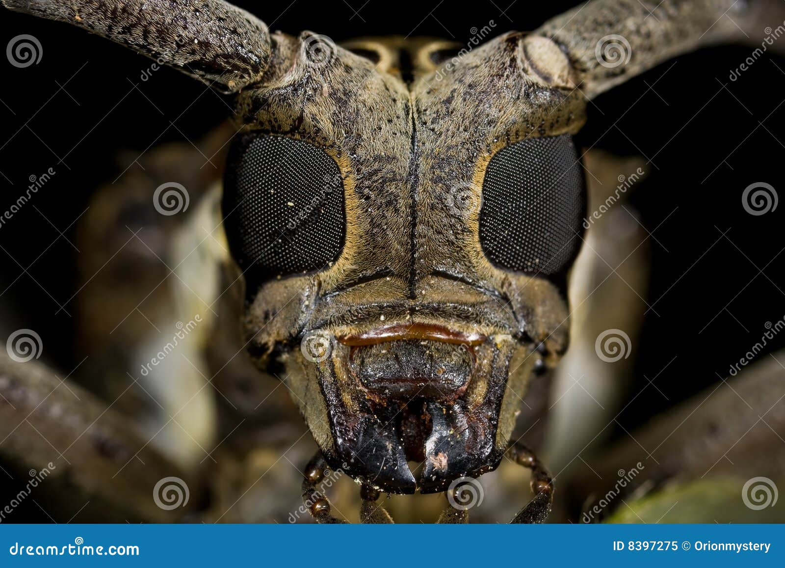 Long horn beetle stock image. Image of shining, texture - 8397275