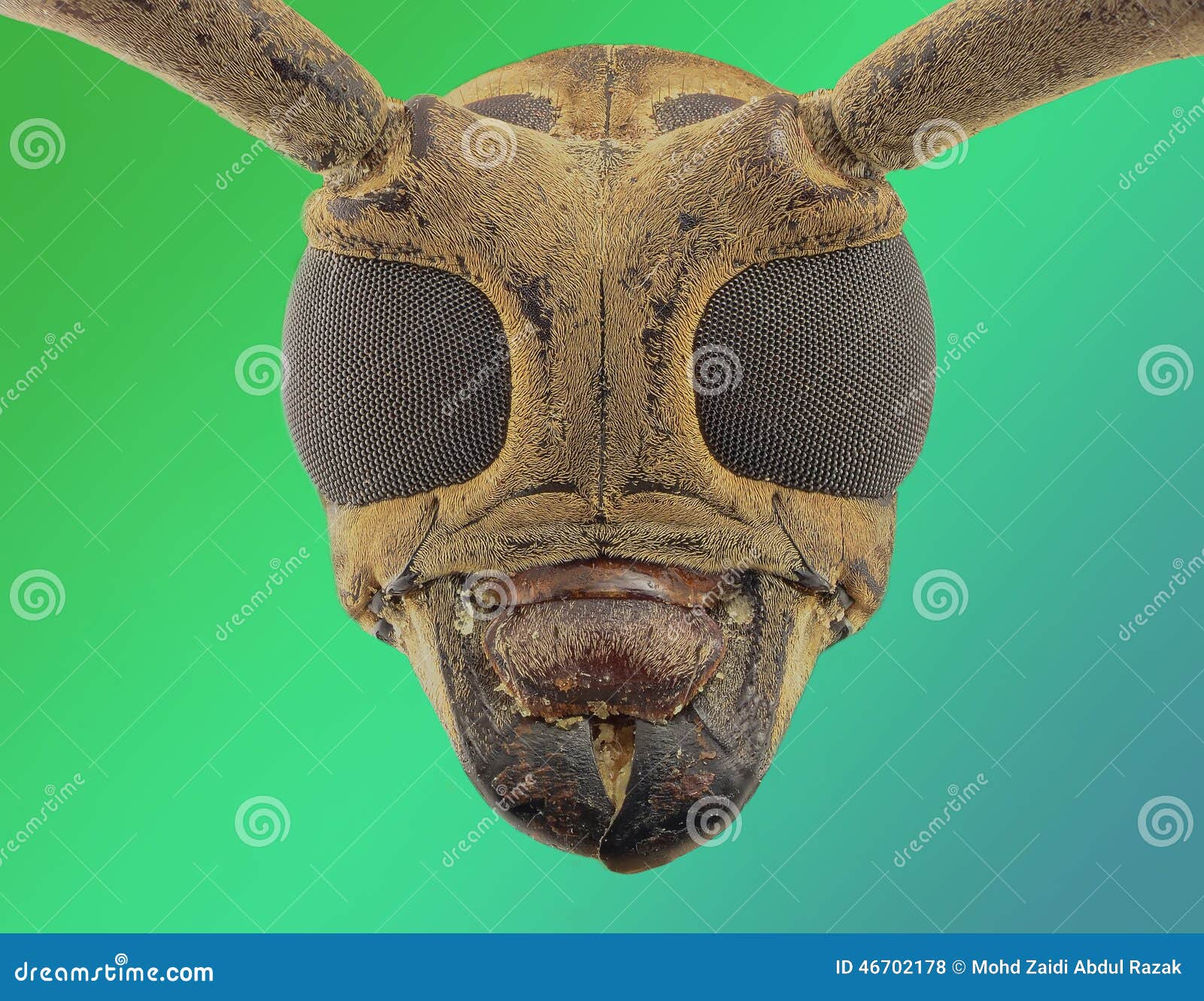Long horn beetle face stock photo. Image of insects, mantis - 46702178