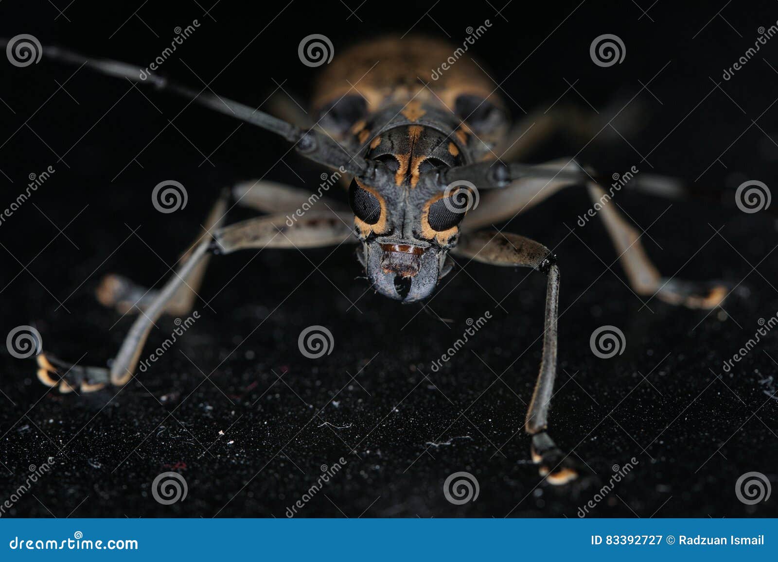 Long horn beetle stock image. Image of insect, mites - 83392727