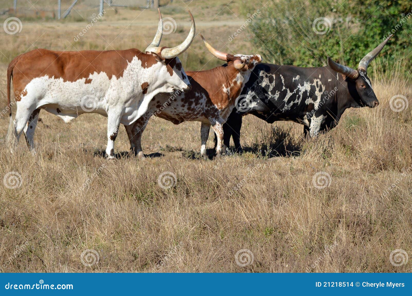 Long horn Cattle stock photo. Image of heifers, steer - 21218514