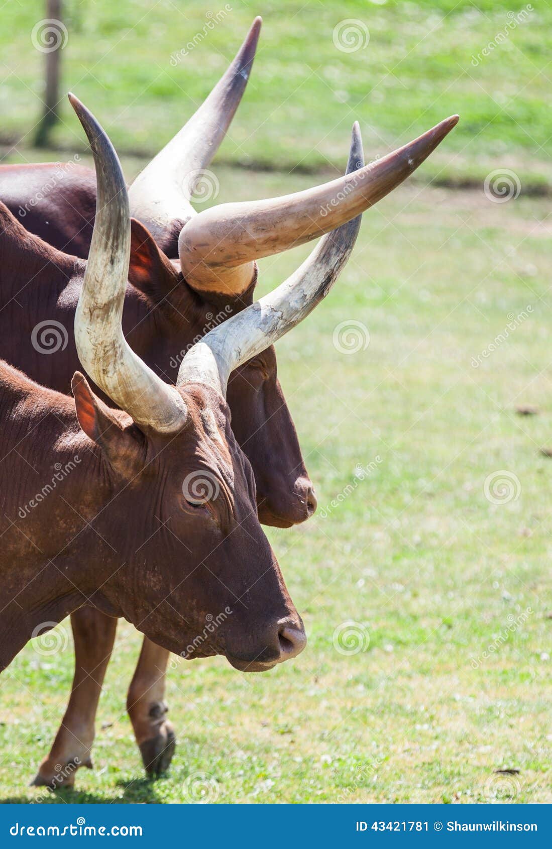 Long horn stock image. Image of animal, bovine, horned - 43421781