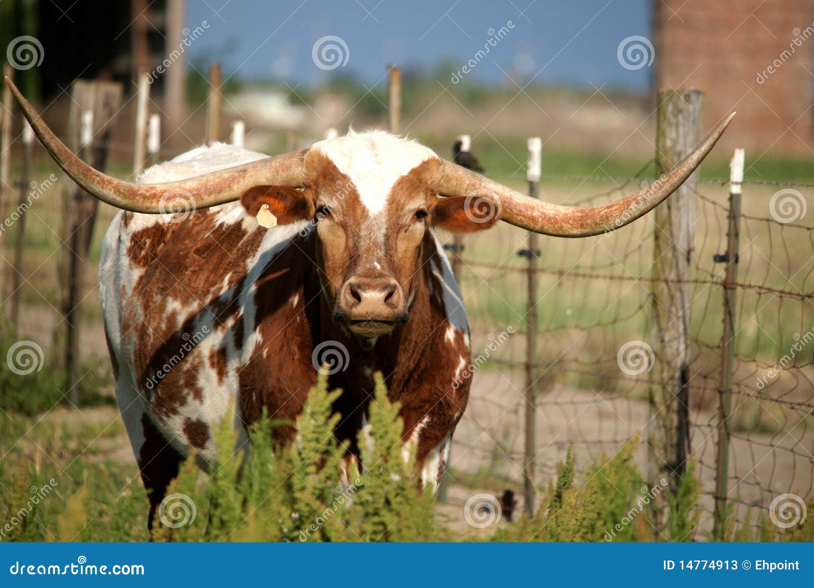 Long horn cow stock image. Image of nature, country, longhorn - 14774913