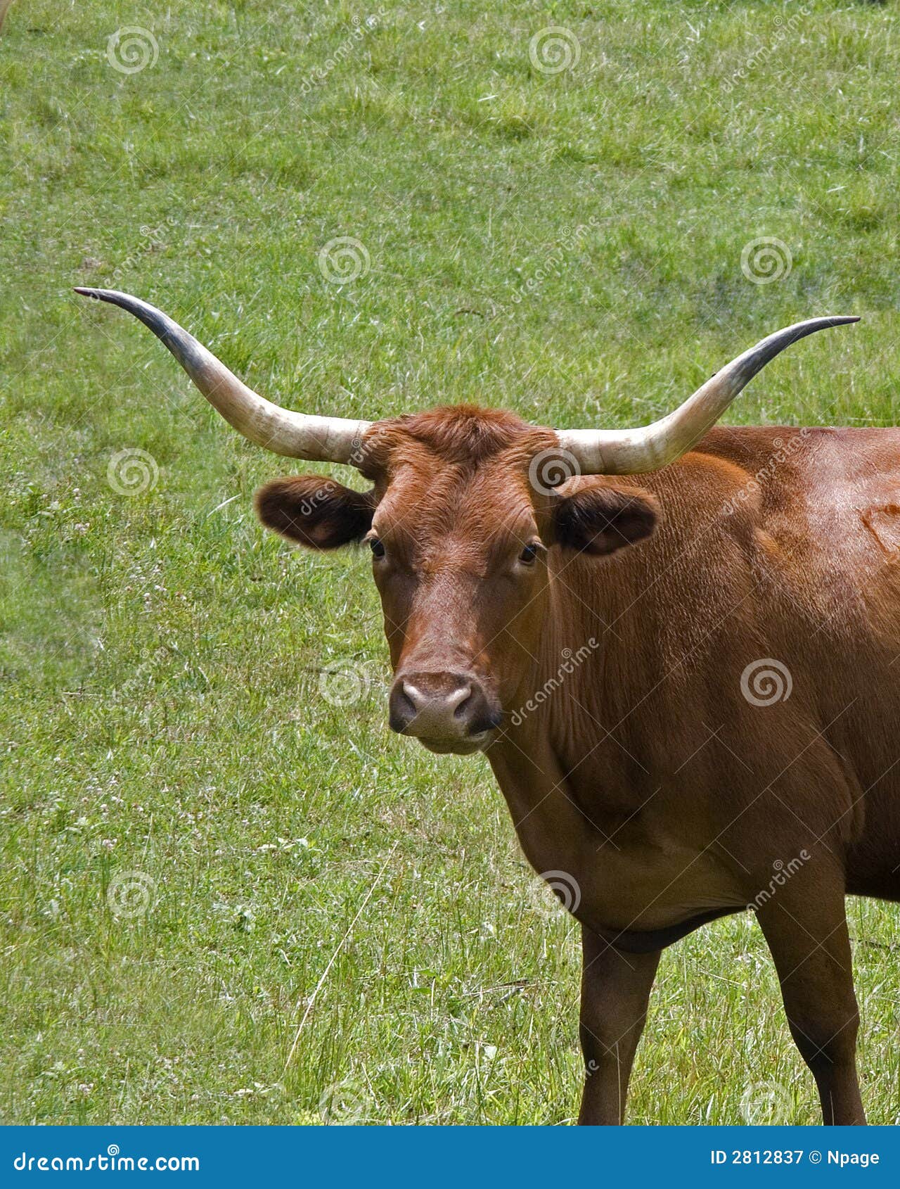 Long Horn Cow stock image. Image of agriculture, animals - 2812837
