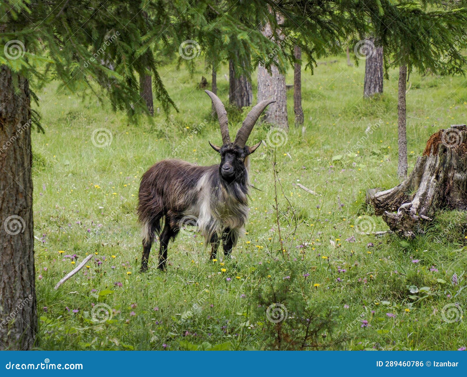 Long Horn Goat Mouflon on Grass Stock Photo - Image of domestic, sheep ...