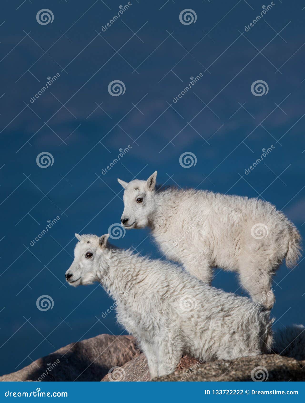 Long Horn Sheep Calfs stock photo. Image of expedition - 133722222