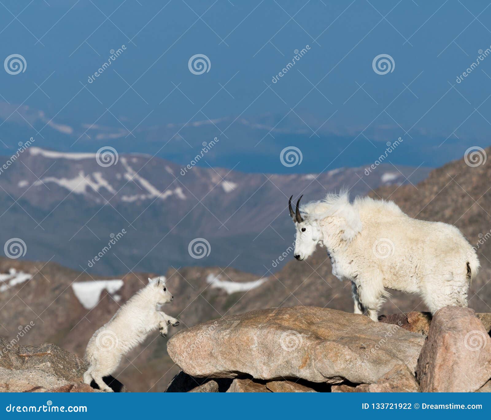 Long Horn Sheep Mom and Calf Stock Photo - Image of wildlife, life ...