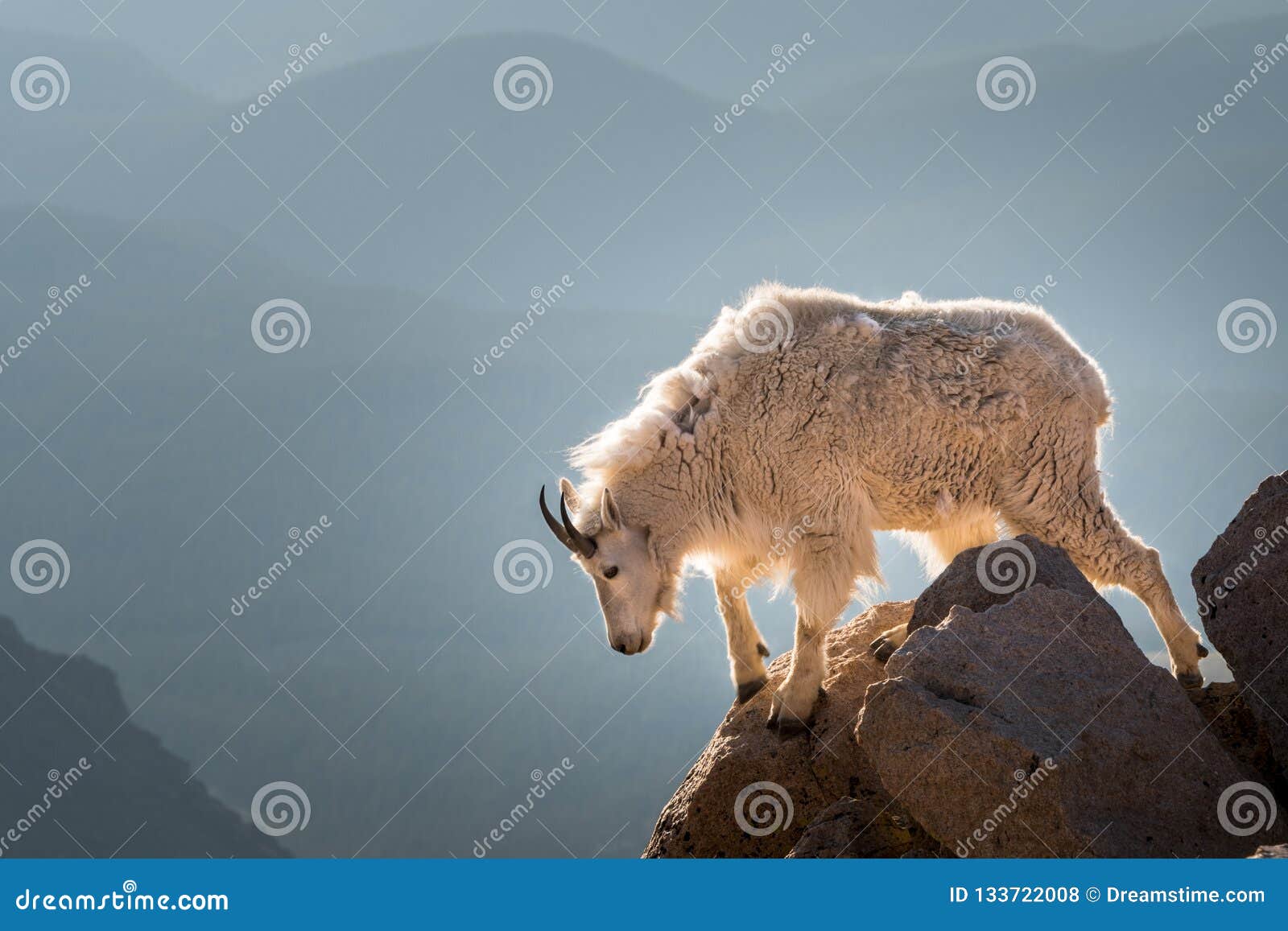 Long Horn Sheep stock photo. Image of majestic, adventure - 133722008