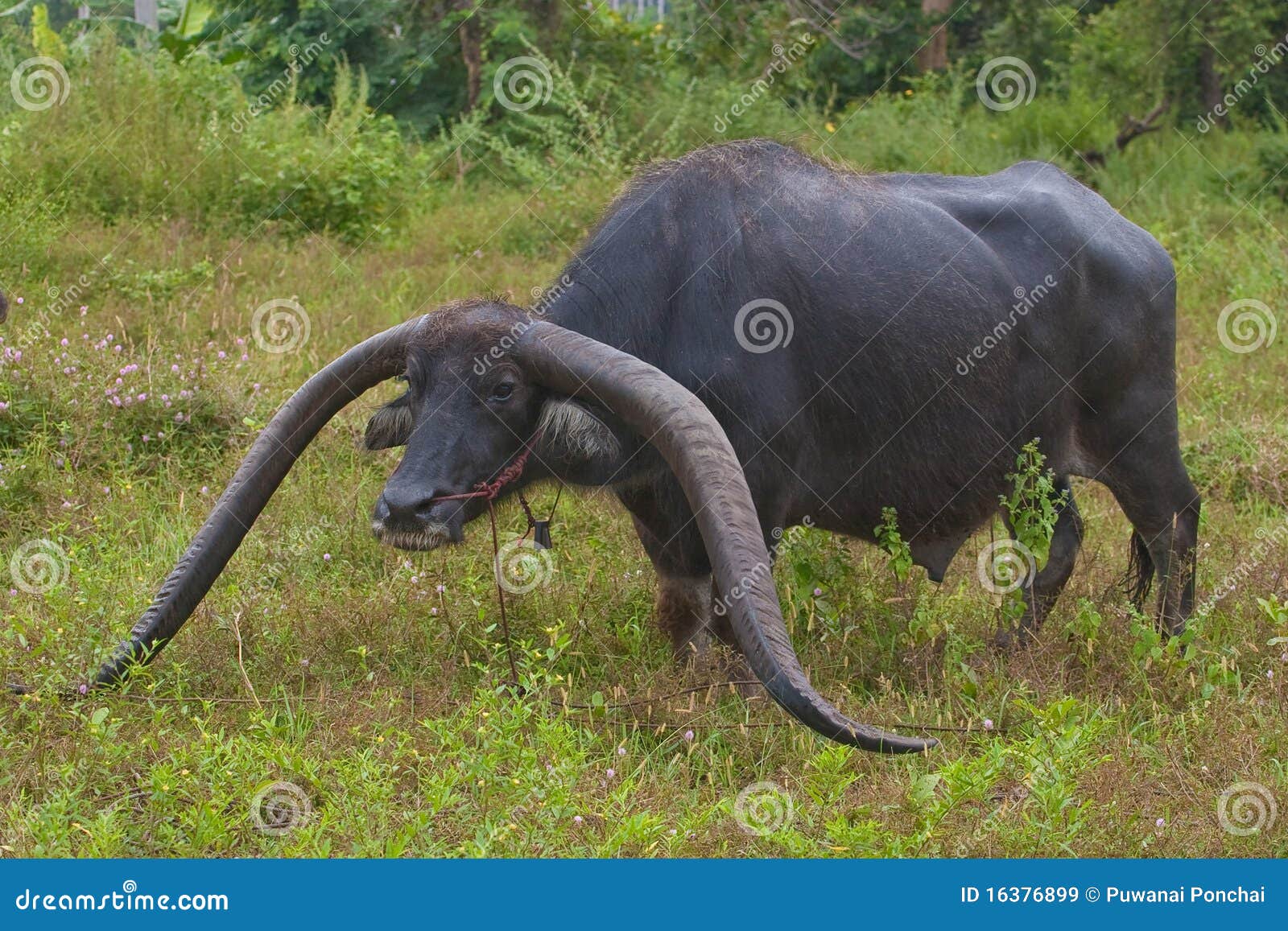 Long Horn Thai Buffalo stock image. Image of cute, farmer - 16376899