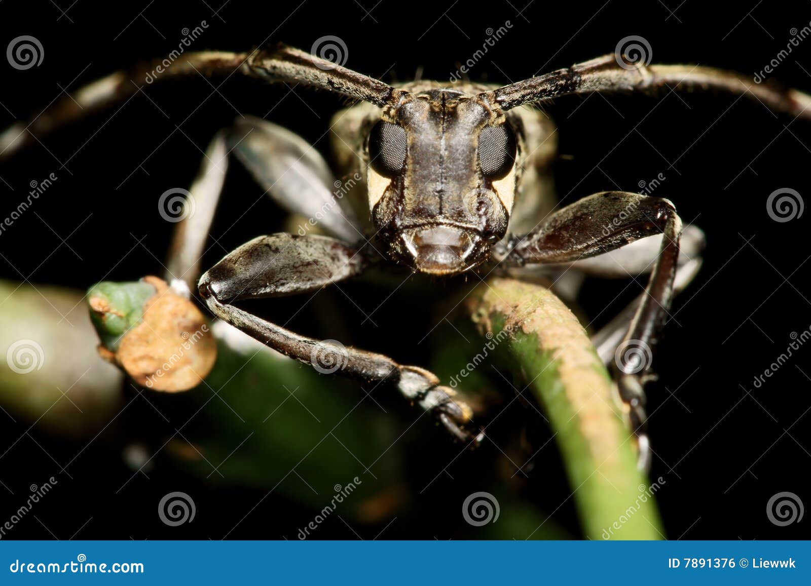 Long-horned Beetle stock photo. Image of leaf, wild, closeup - 7891376