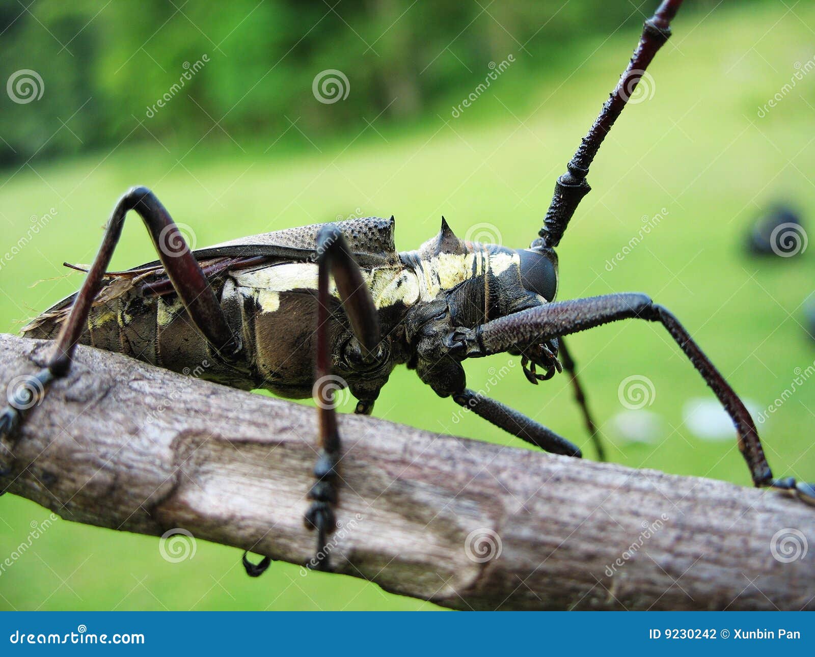 Long-horned beetle stock photo. Image of macro, green - 9230242