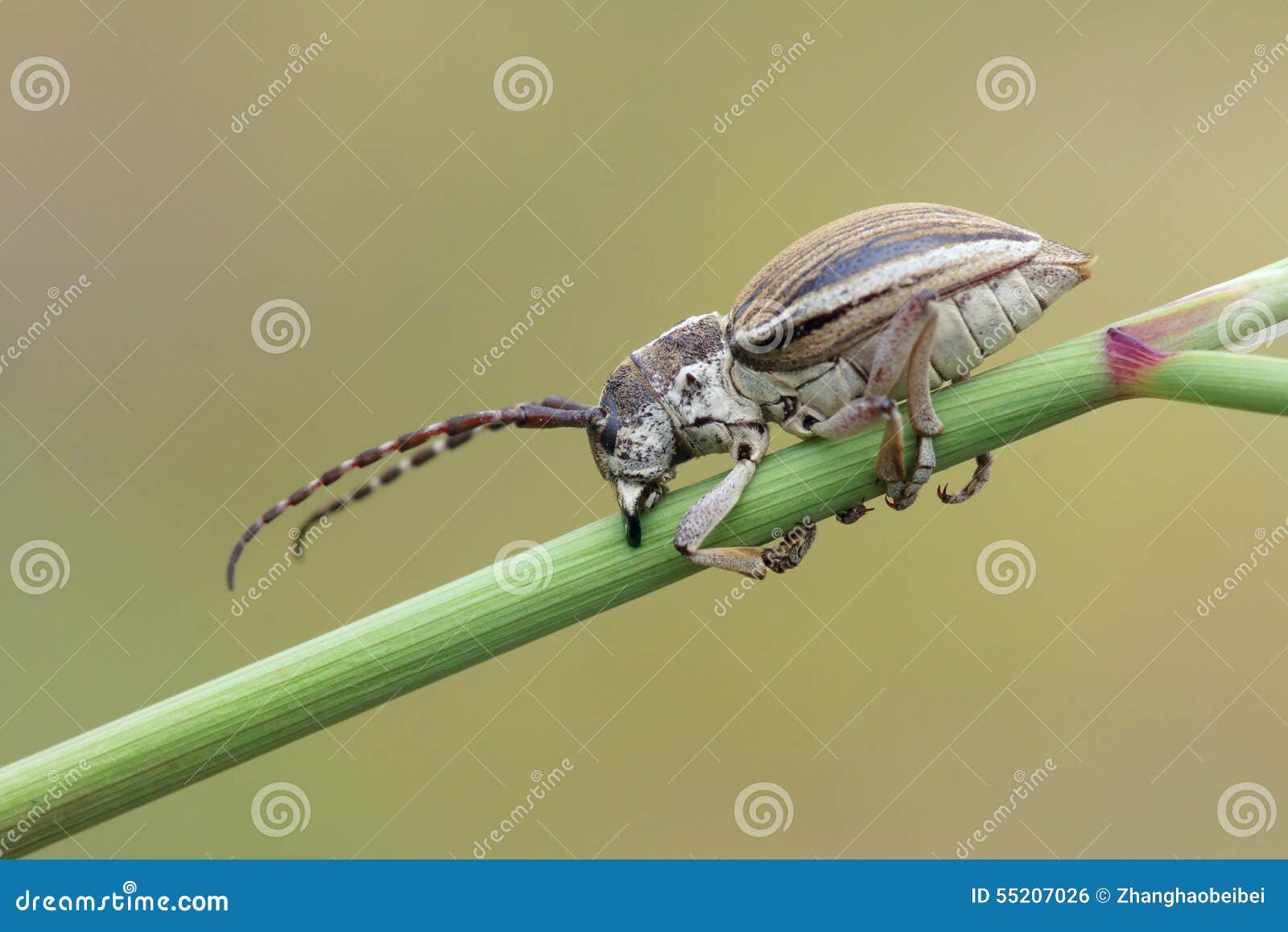 Long-horned beetle stock photo. Image of life, wild, animals - 55207026
