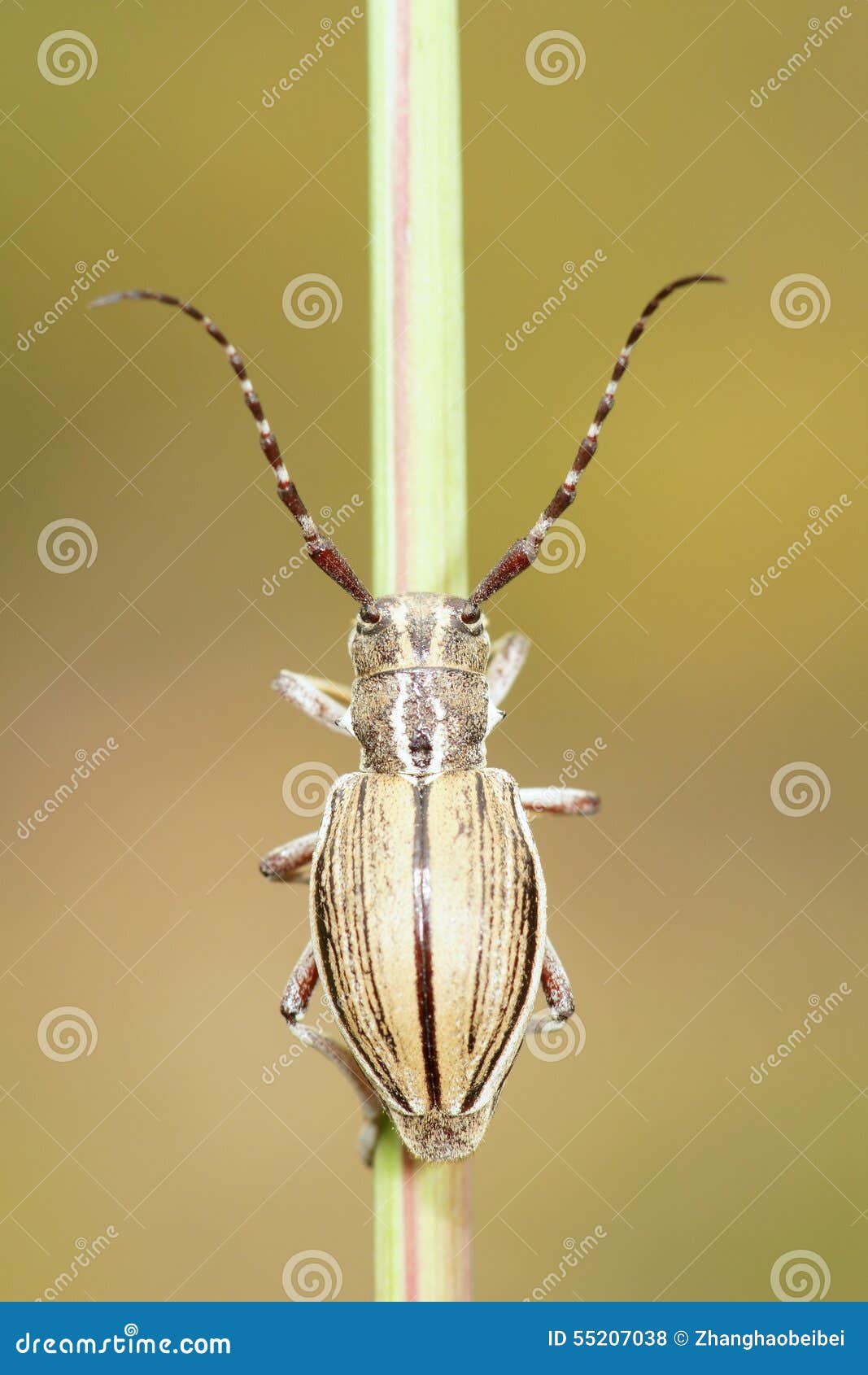Long-horned beetle stock photo. Image of long, longhorned - 55207038