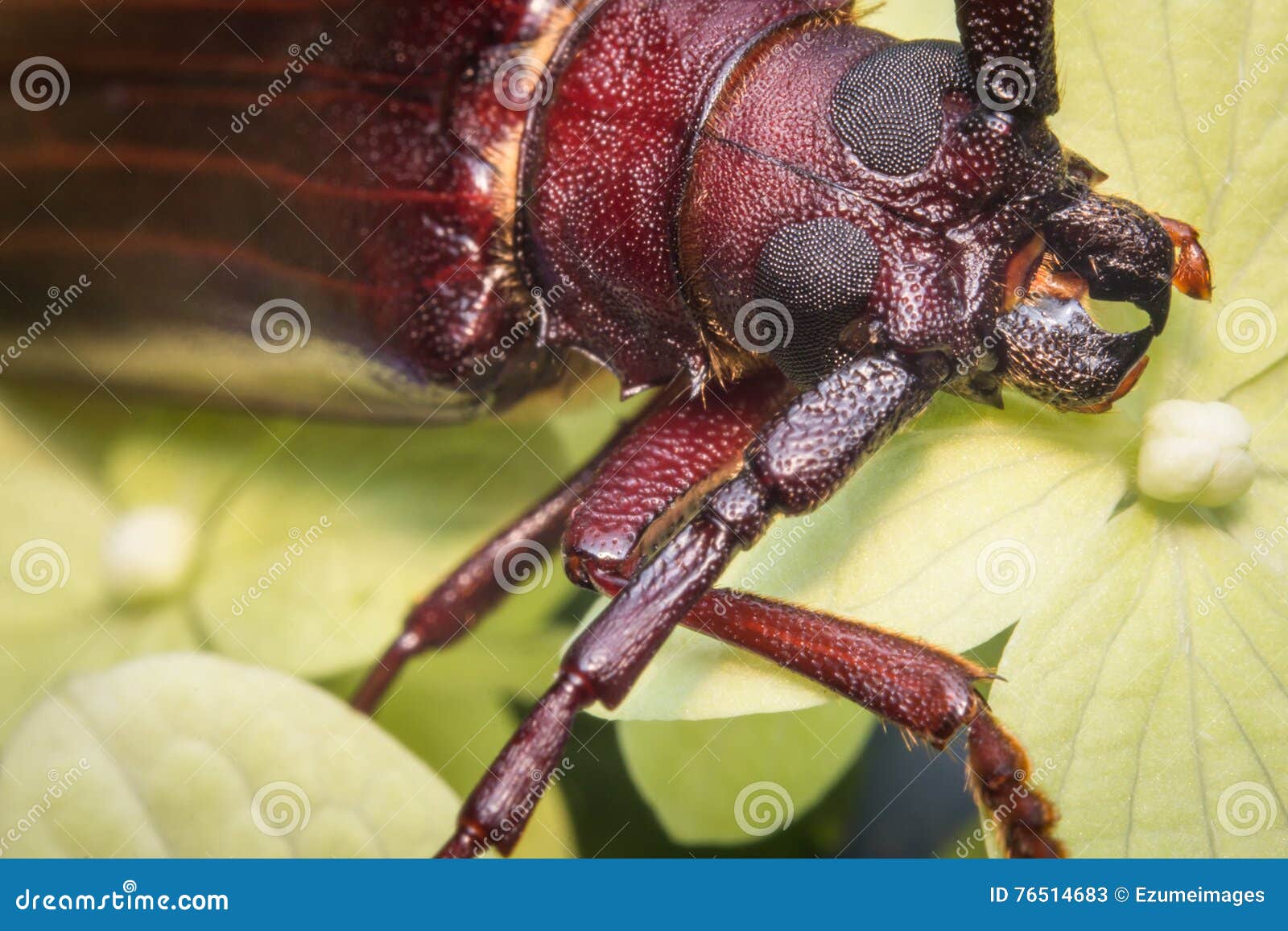 Long Horned Beetle stock image. Image of close, horned - 76514683