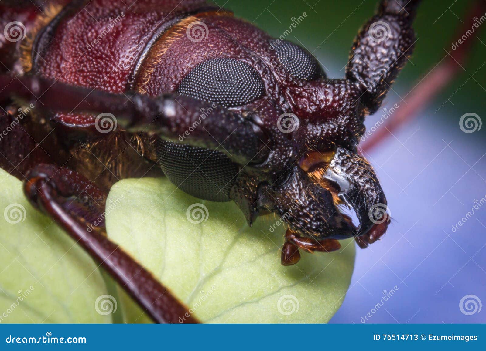 Long Horned Beetle stock image. Image of insect, large - 76514713