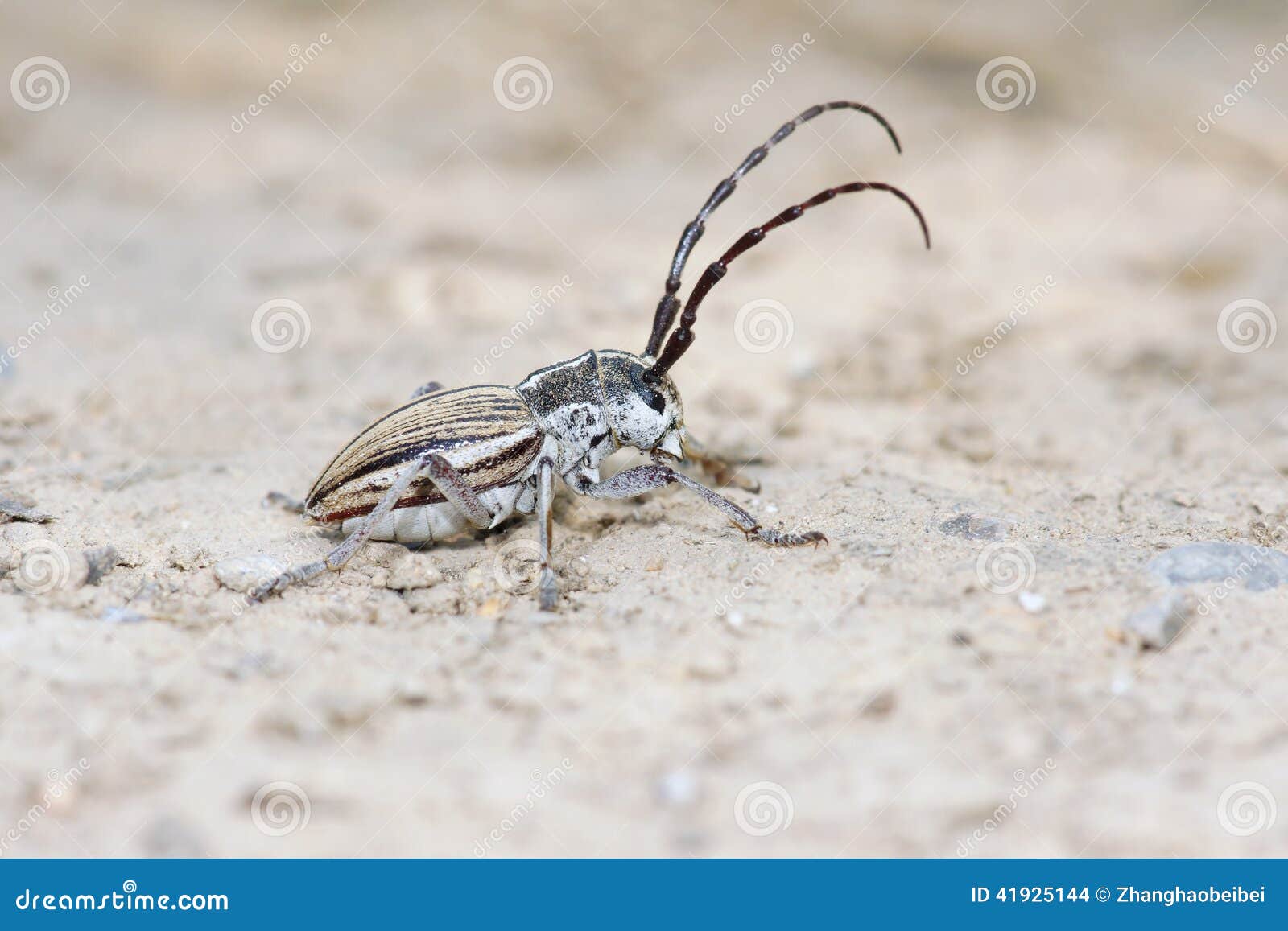 Long-horned beetle stock photo. Image of long, longicorn - 41925144