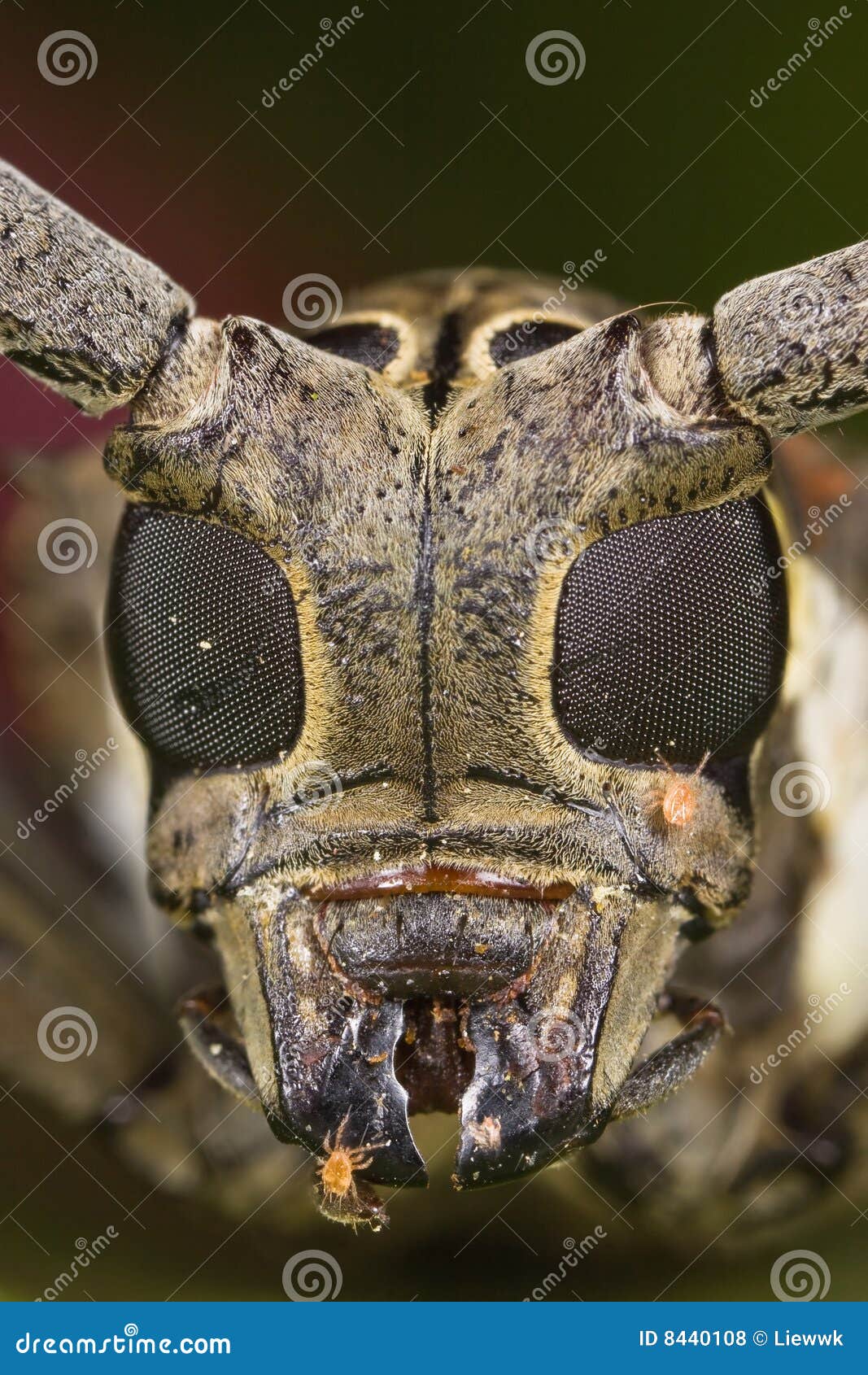 Long-horned Beetle Stock Photography | CartoonDealer.com #7891376