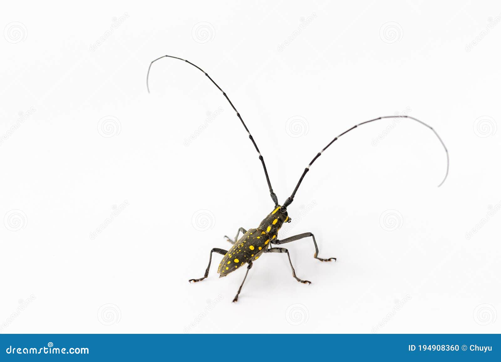 Long-horned Beetle Isolated Stock Photo - Image of biology, longicorn ...