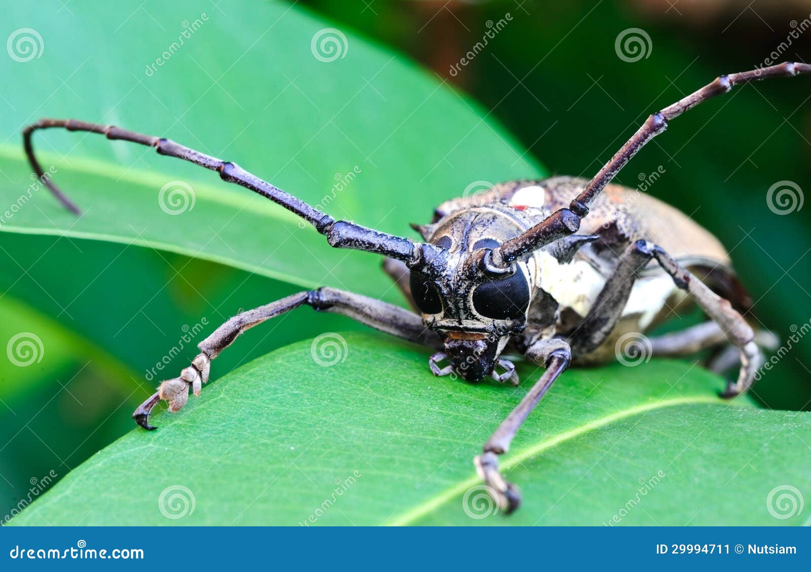 Long-horned beetle stock image. Image of forest, park - 29994711