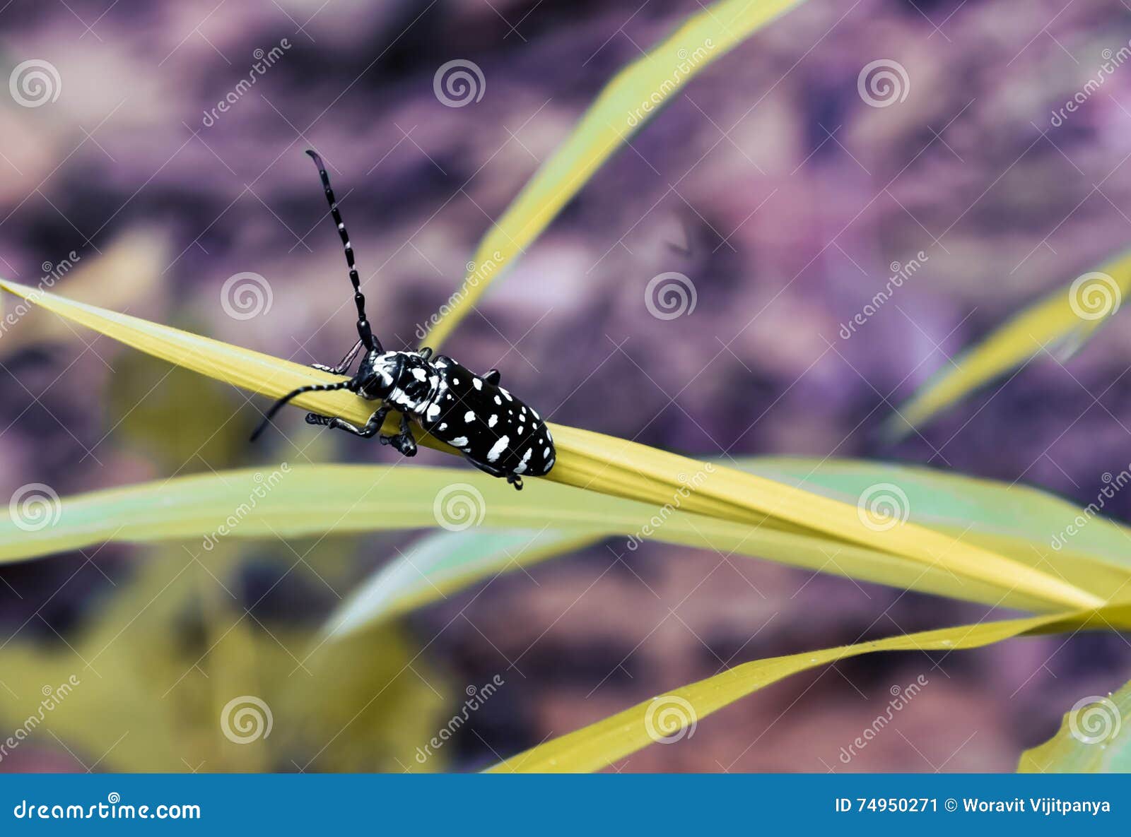 Long-horned beetle stock image. Image of china, entomology - 74950271