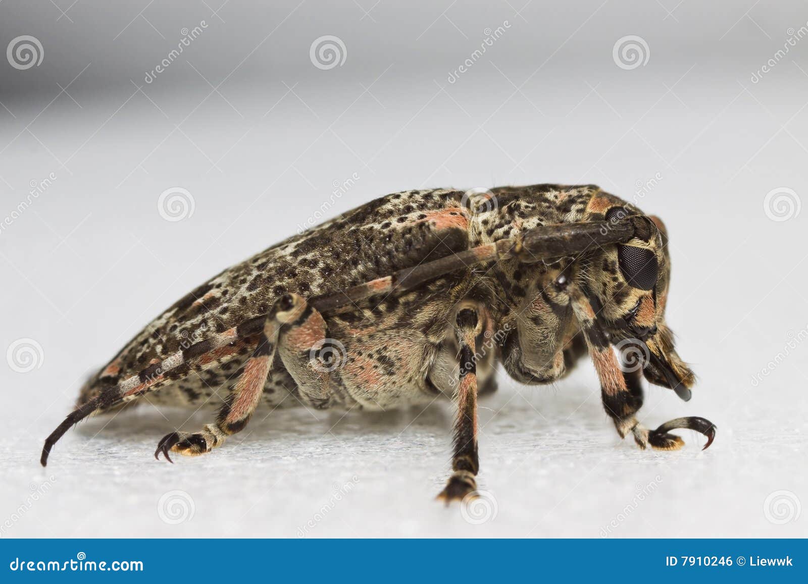 Long-horned Beetle Stock Photography | CartoonDealer.com #7891376
