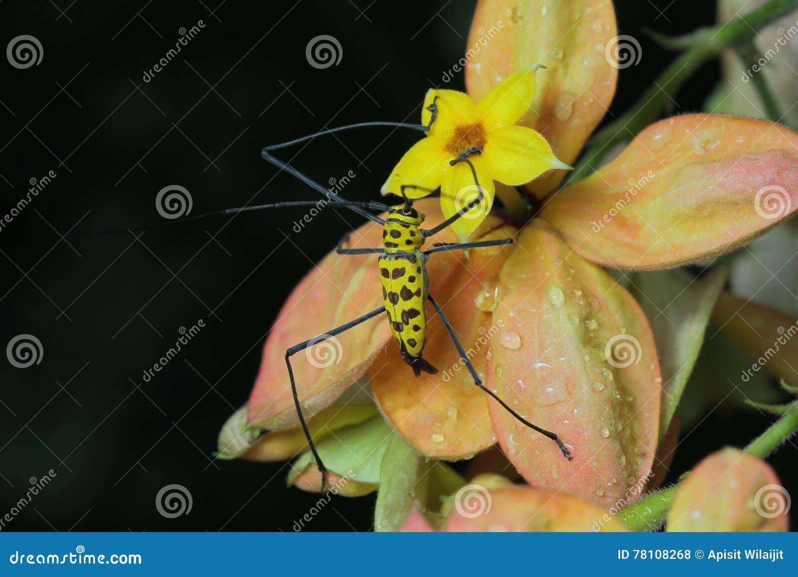 Long-horned Beetle in Southeast Asia. Stock Photo - Image of field ...