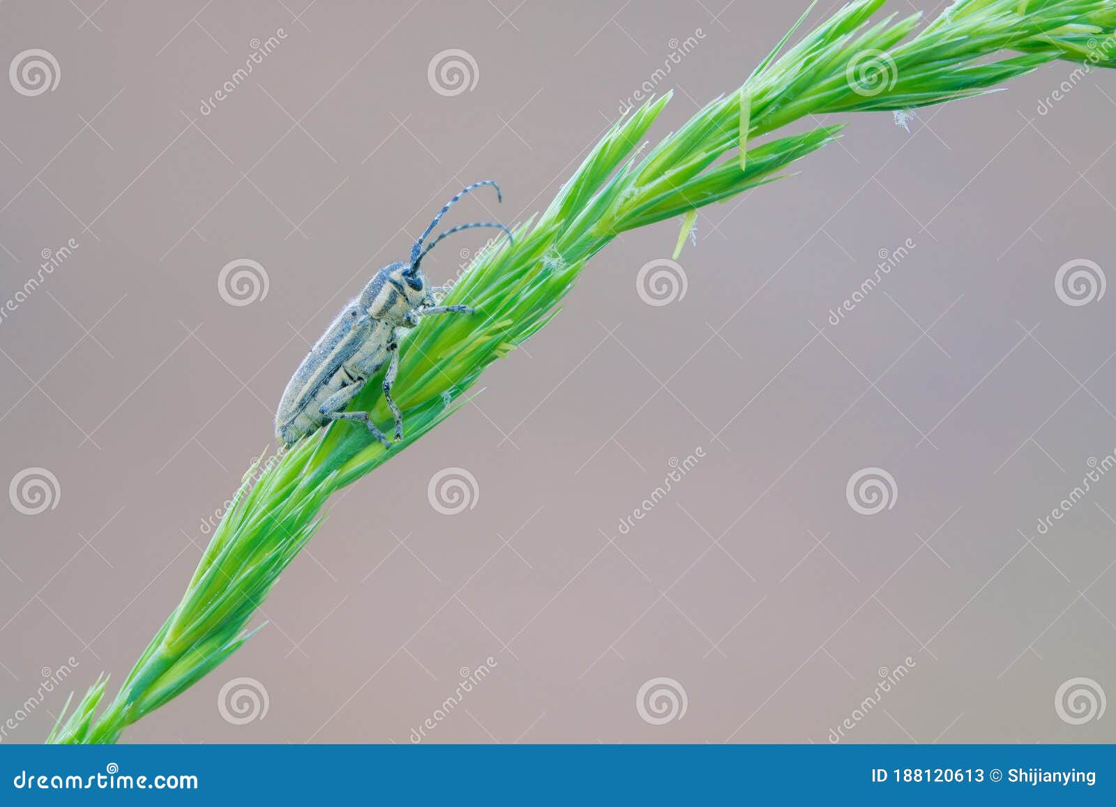 Long-horned beetle stock image. Image of beetles, insects - 188120613