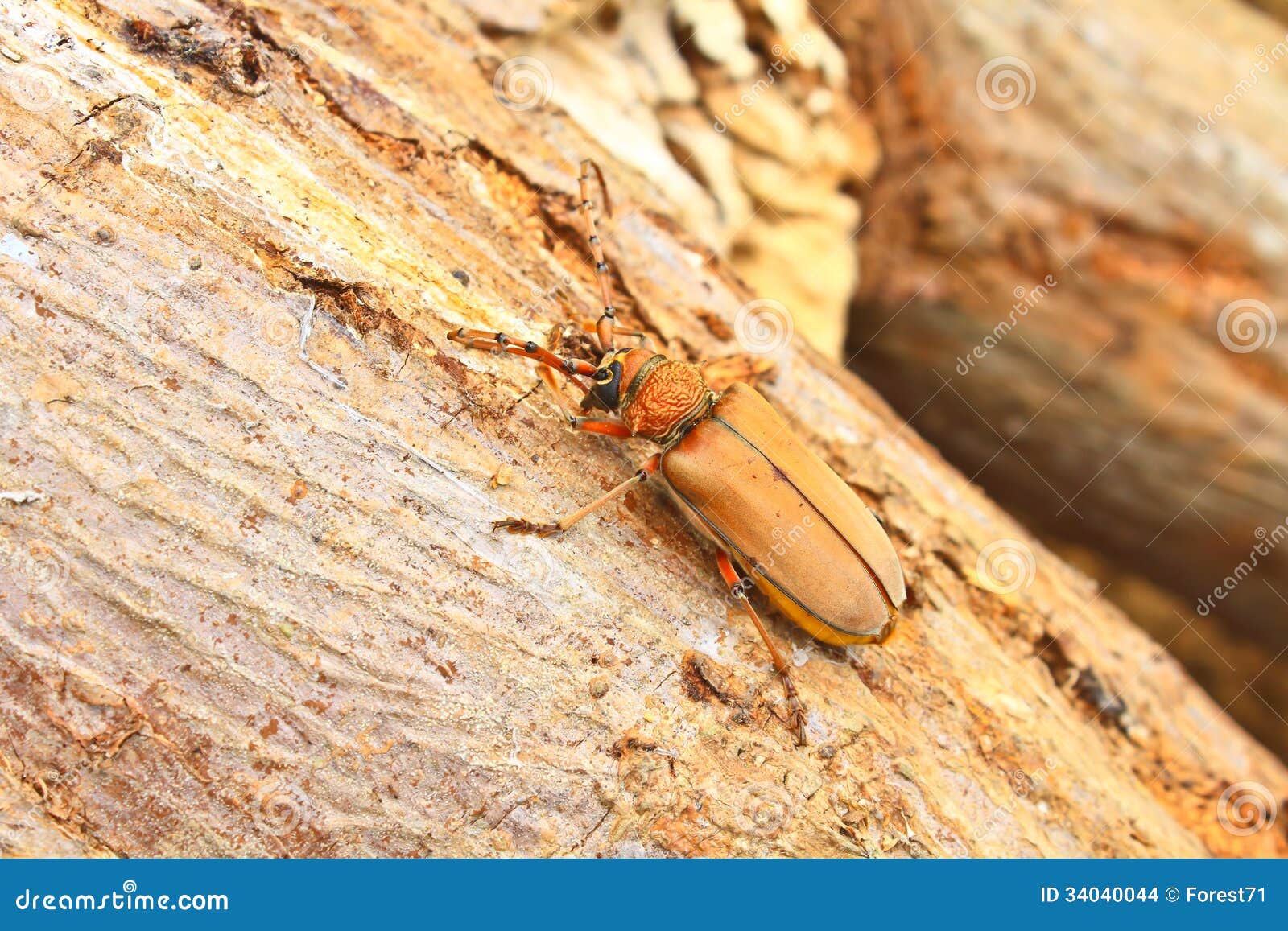 Long Horned Beetle on tree stock photo. Image of rugicollis - 34040044